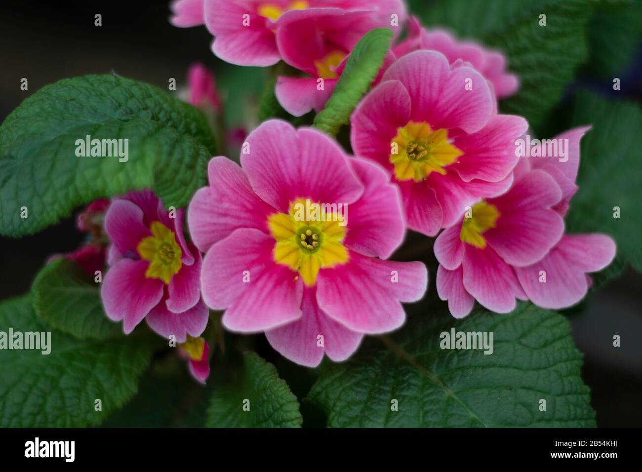 Purple Primroses , Droitwich Spa, England, United Kingdom, 07/03/2020 ...