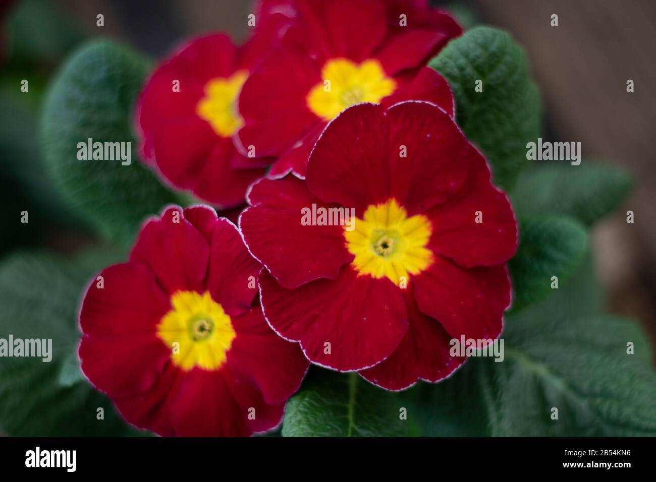 Red Primroses , Droitwich Spa, England, United Kingdom, 07/03/2020 ...