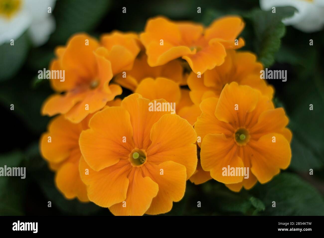 orange Primroses , Droitwich Spa, England, United Kingdom, 07/03/2020 ...