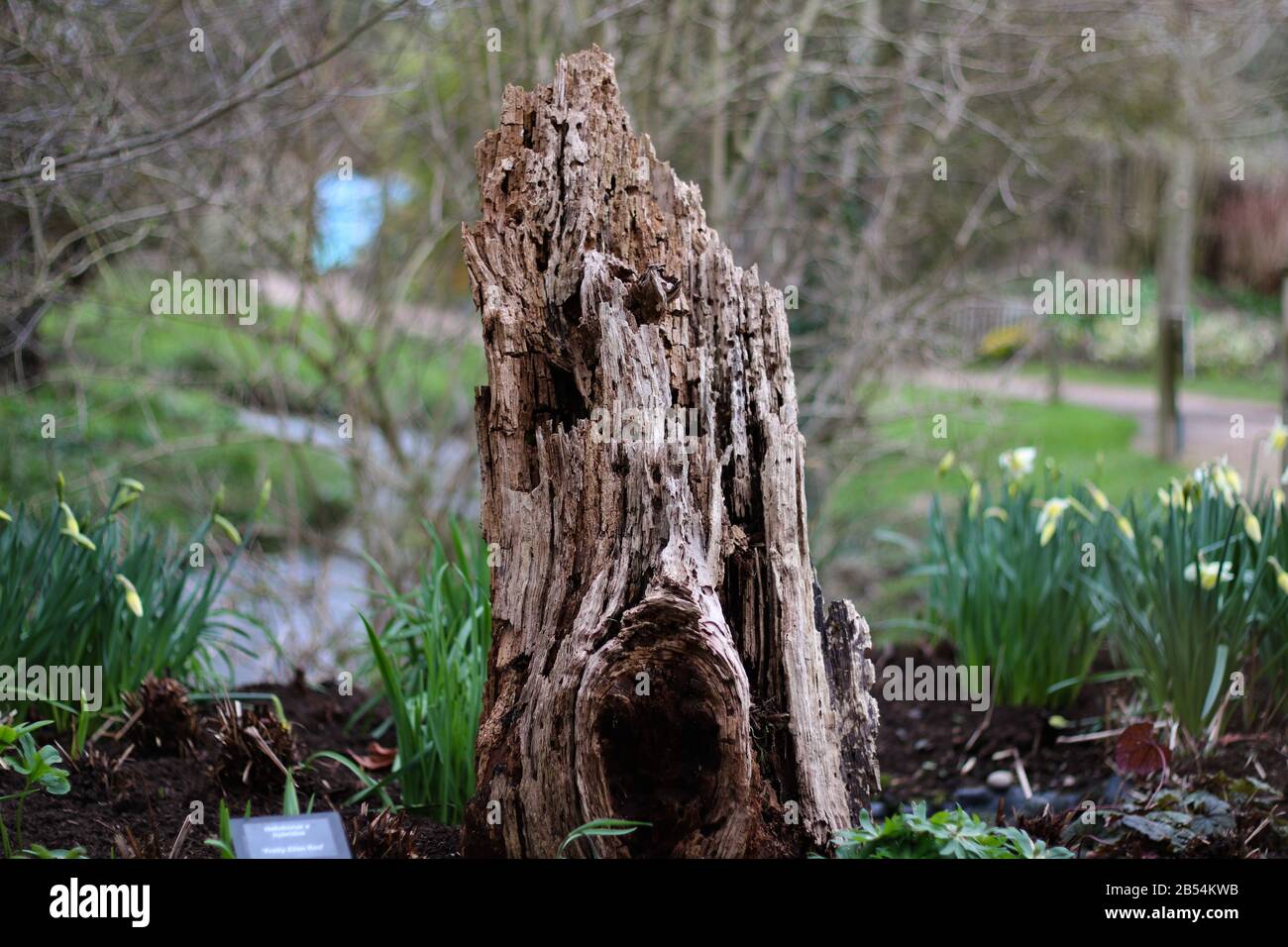 Rotting log texture hi-res stock photography and images - Alamy