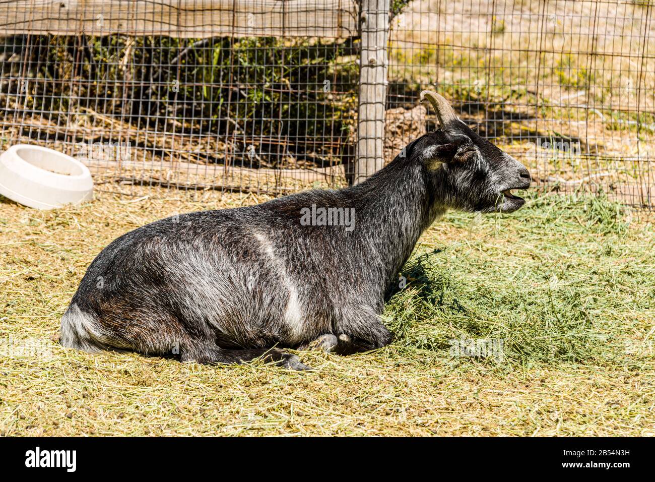 Pioneer Living History Museum: Sheriff's Office Goat Stock Photo - Alamy
