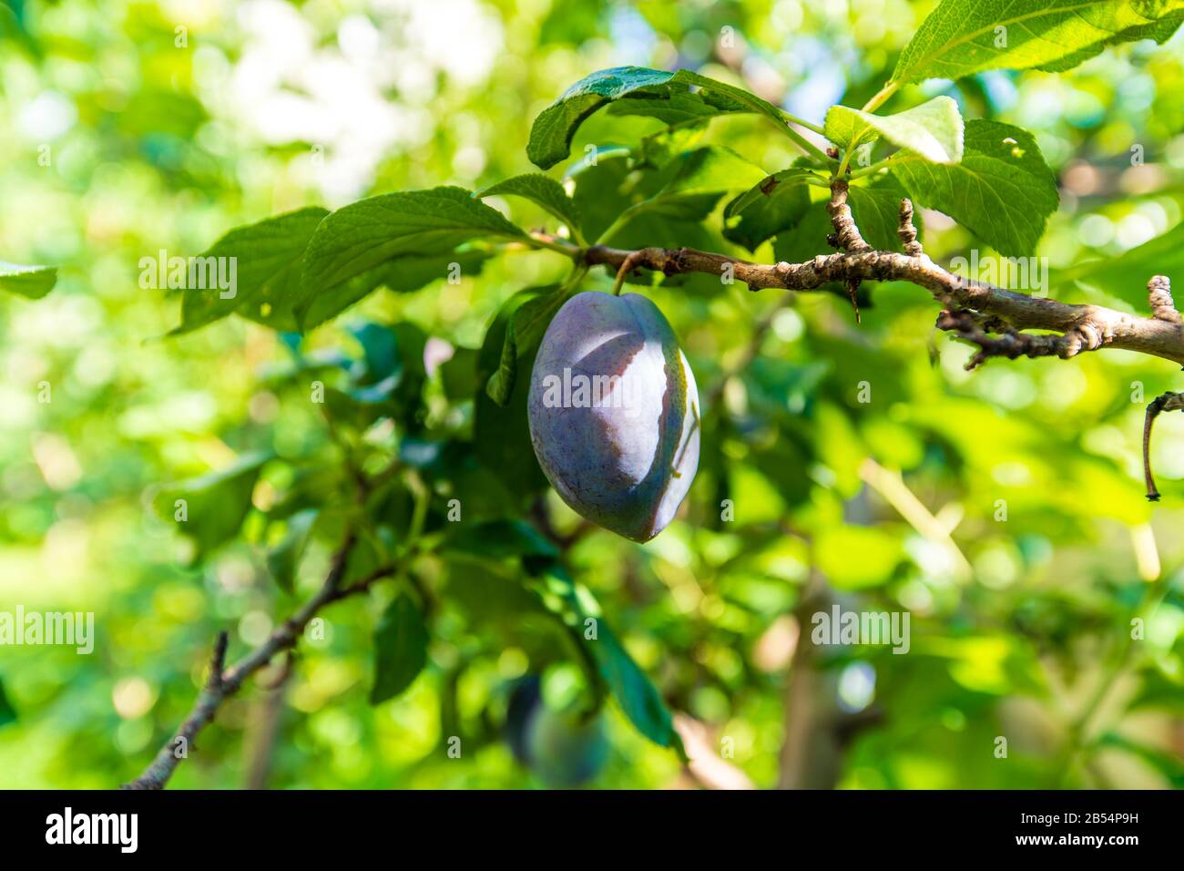 Blue plums with protruding drops of resin hang on a branch Stock Photo ...