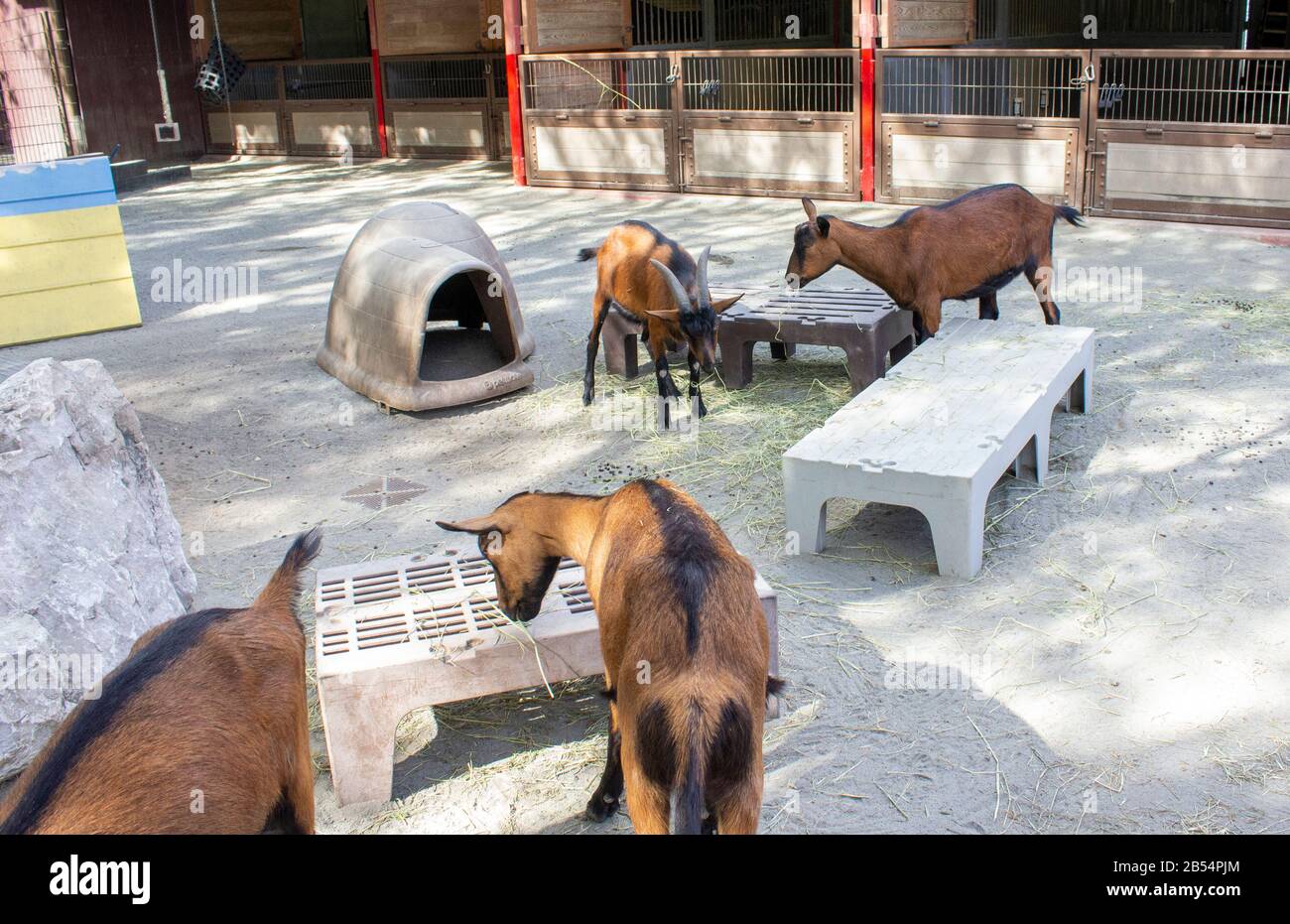 Disneys animal kingdom hi-res stock photography and images - Alamy