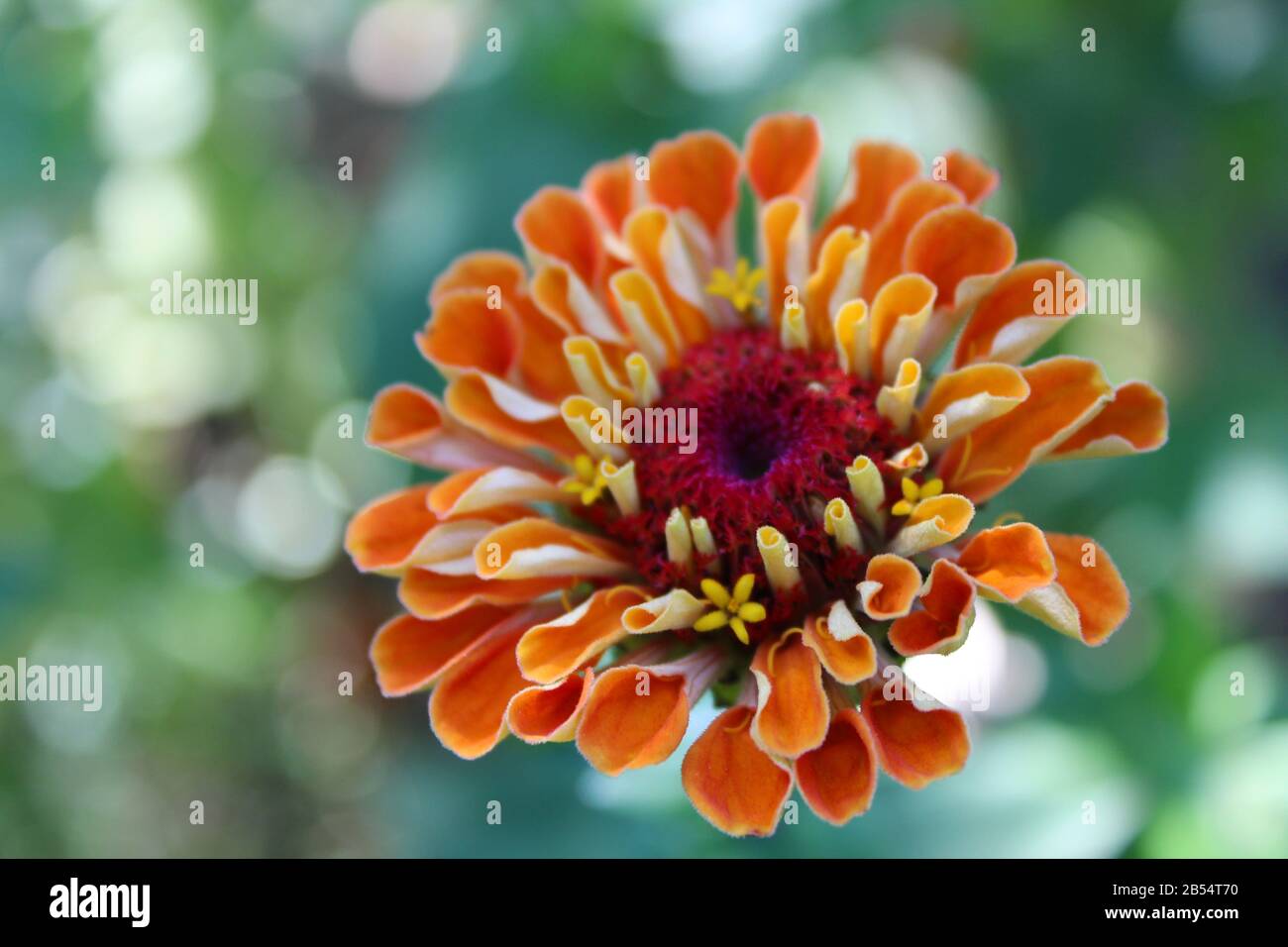 Beautiful colourful flowers Stock Photo - Alamy