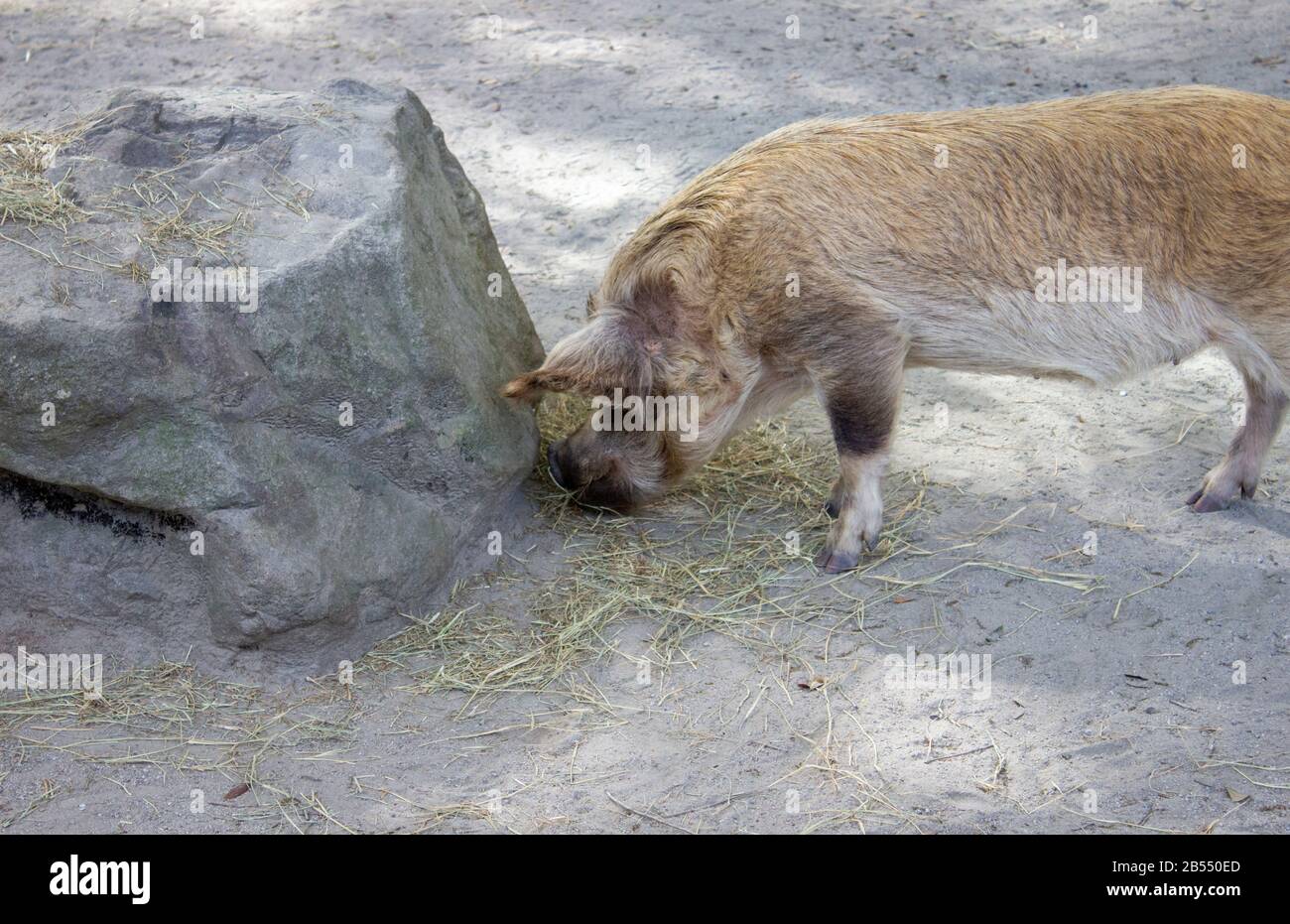 Rock pig hi-res stock photography and images - Alamy