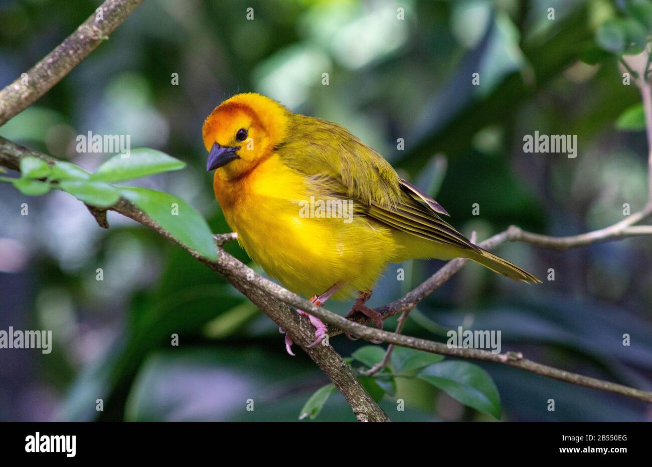 Taveta weaver hi-res stock photography and images - Alamy