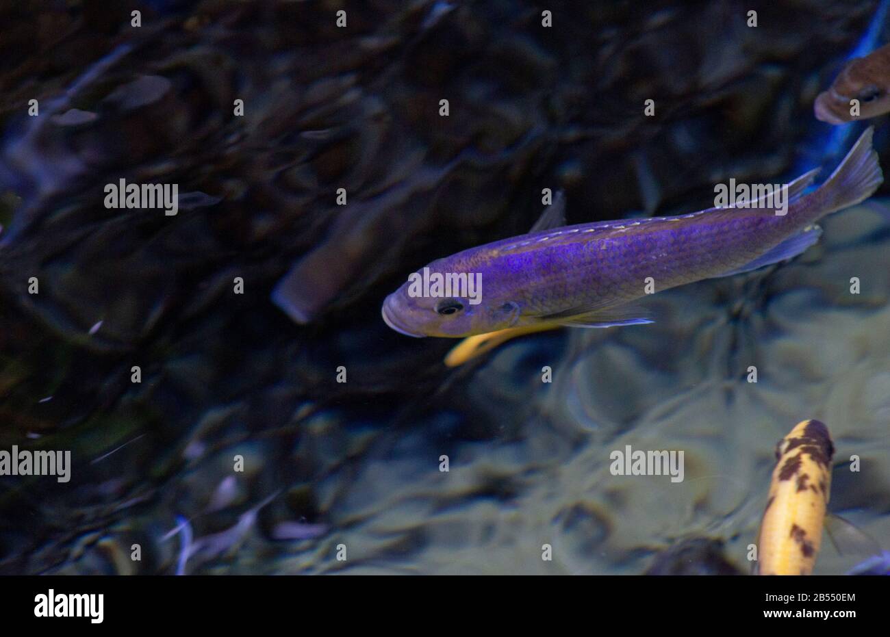 a silver colored tropical fish swimming in a clear pool Stock Photo - Alamy