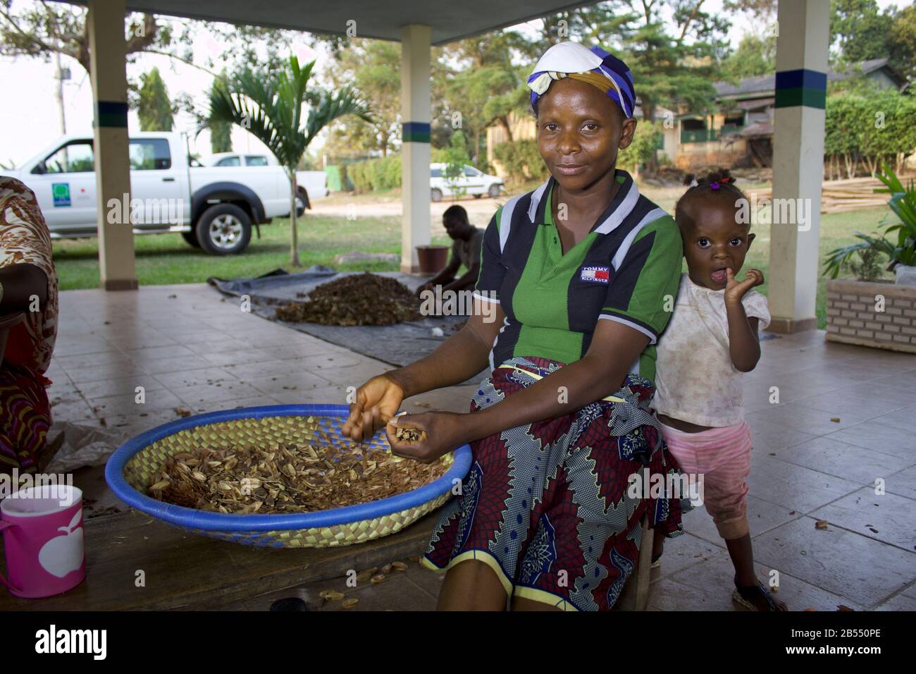 Ivory coast seeds havesting Stock Photo - Alamy