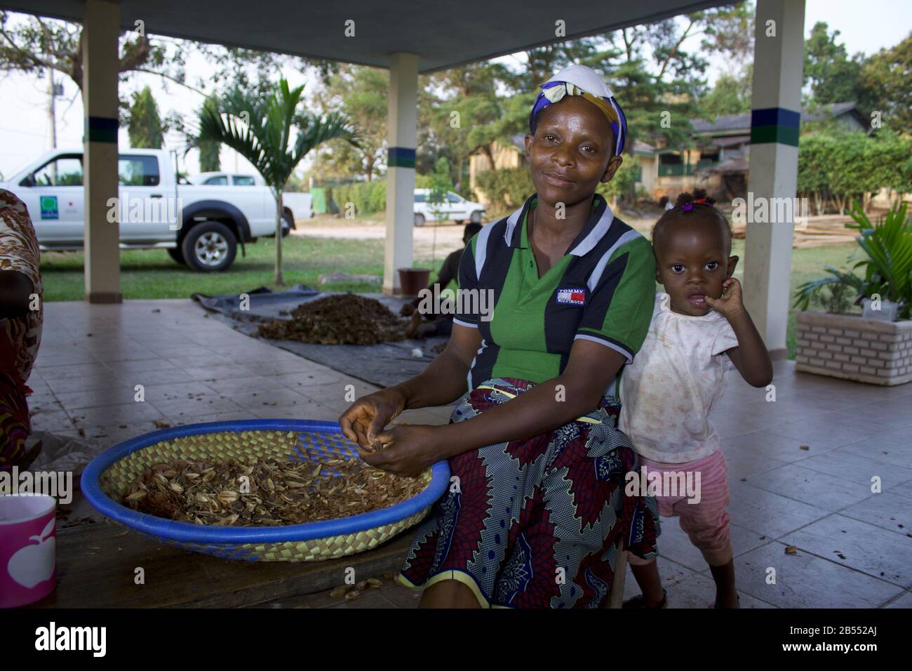Ivory coast seeds havesting Stock Photo - Alamy