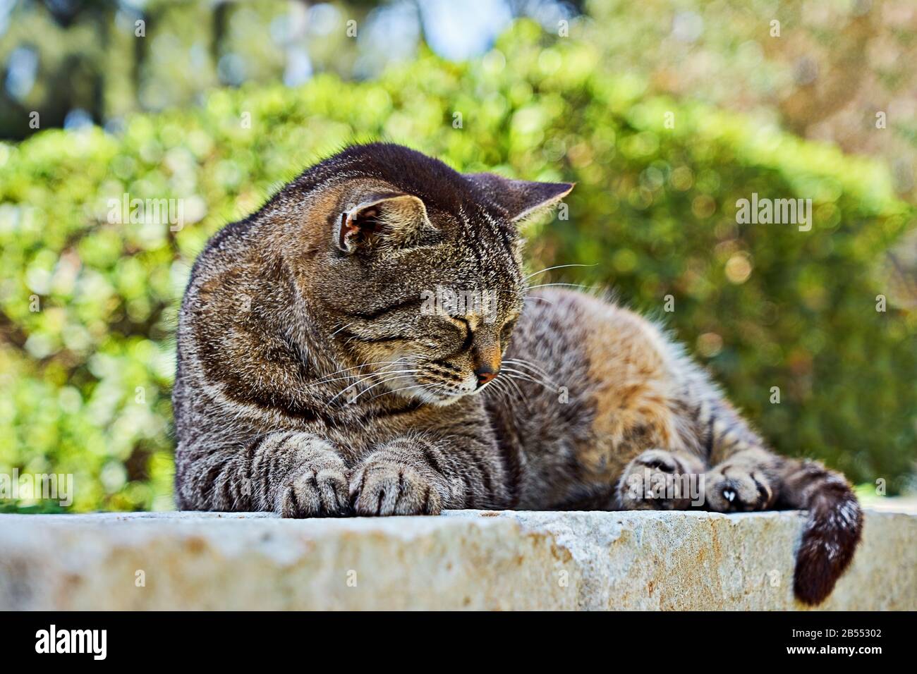 Brown Tabby Kitten Outside
