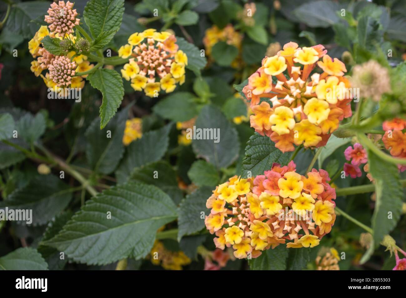 Green bushes of blooming yellow lantana flowers Stock Photo - Alamy