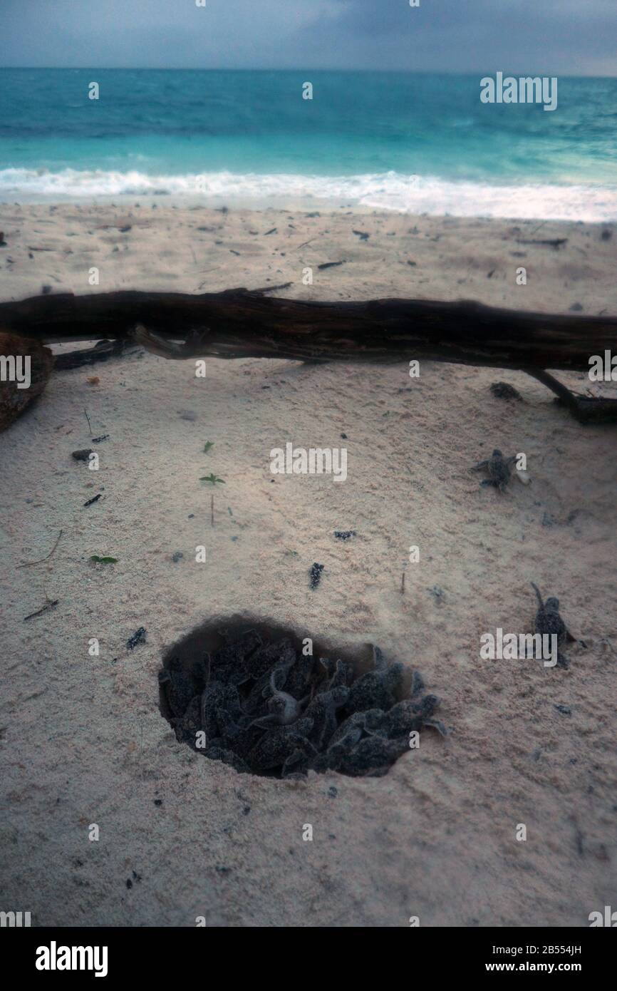 Green sea turtles hatching from nest hi-res stock photography and ...