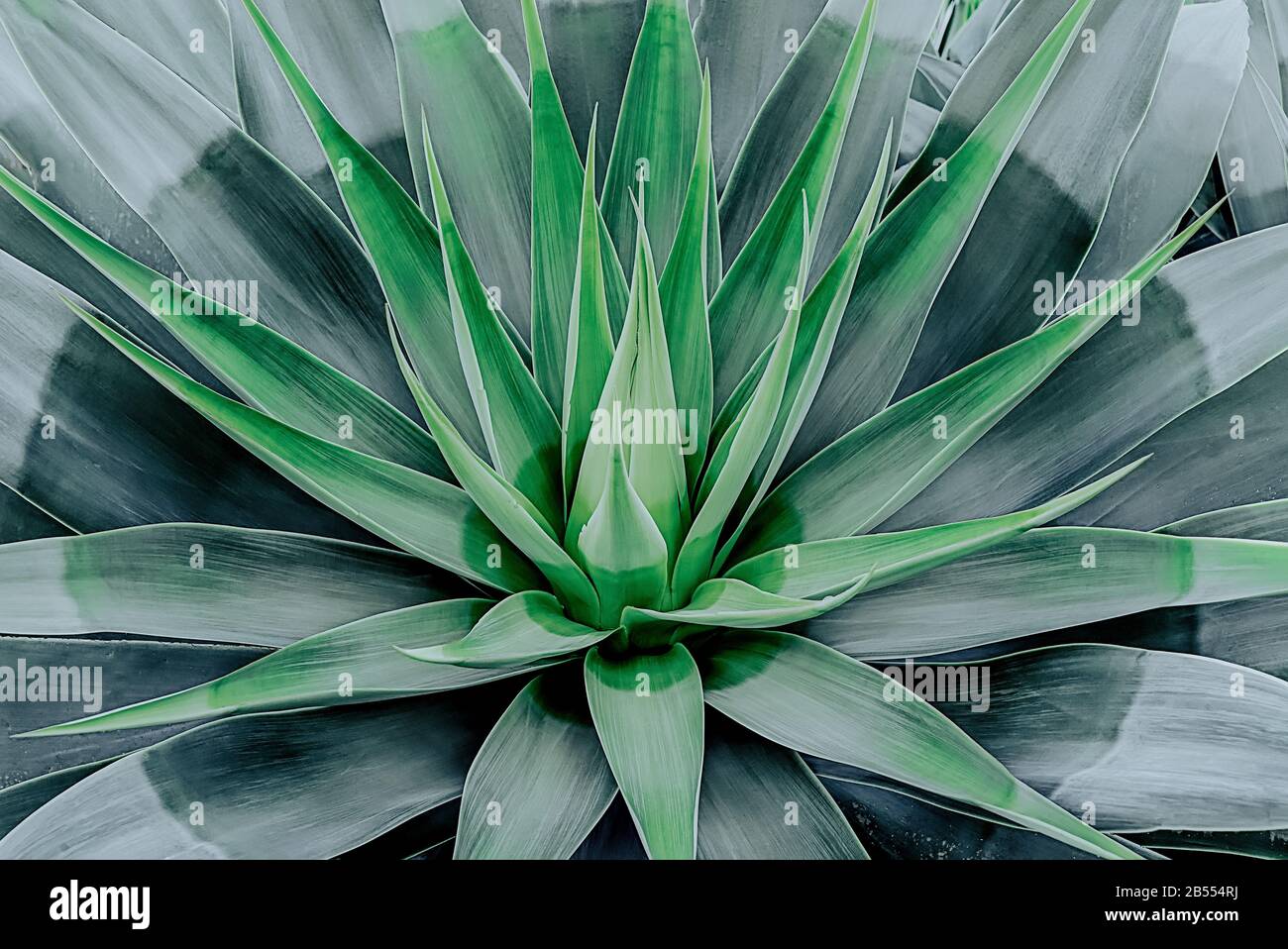 Beautifully bloomed agave leaves like lotus flower. Natural floral ...