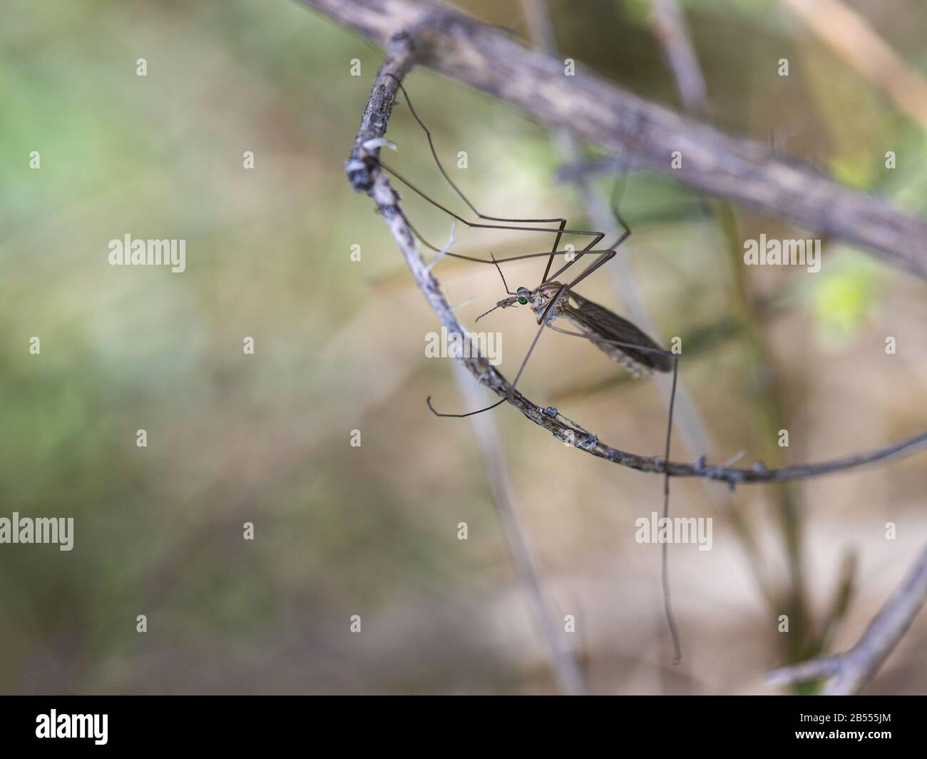 Crane fly is a common name referring to any member of the insect family ...