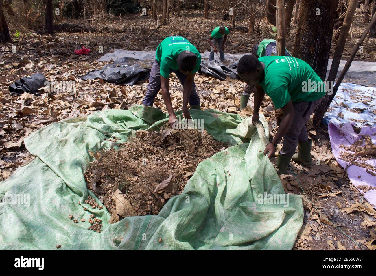 Ivory coast seeds havesting Stock Photo - Alamy