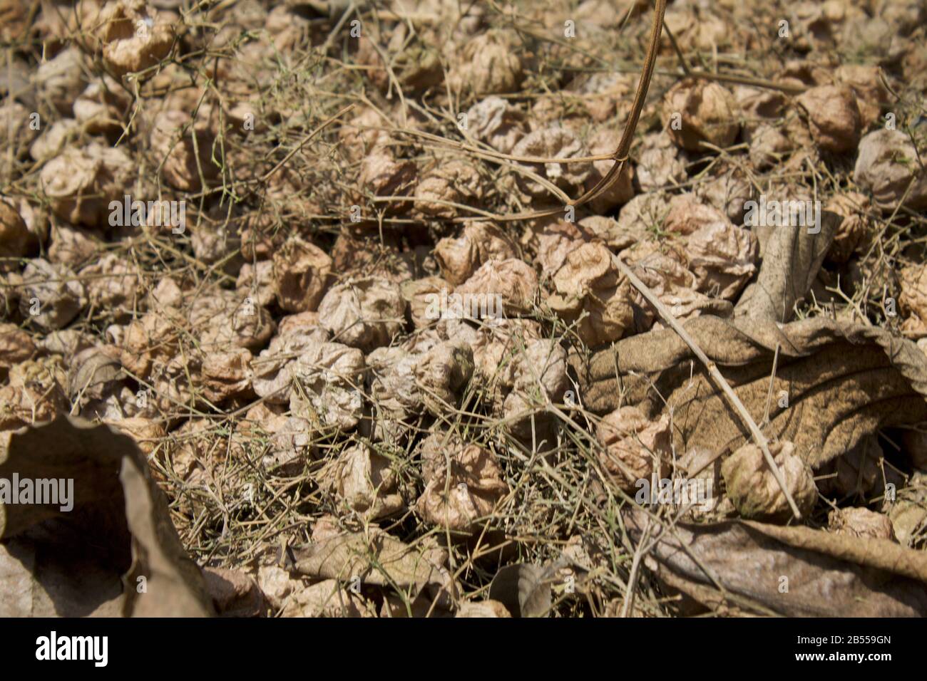 Ivory coast seeds havesting Stock Photo - Alamy