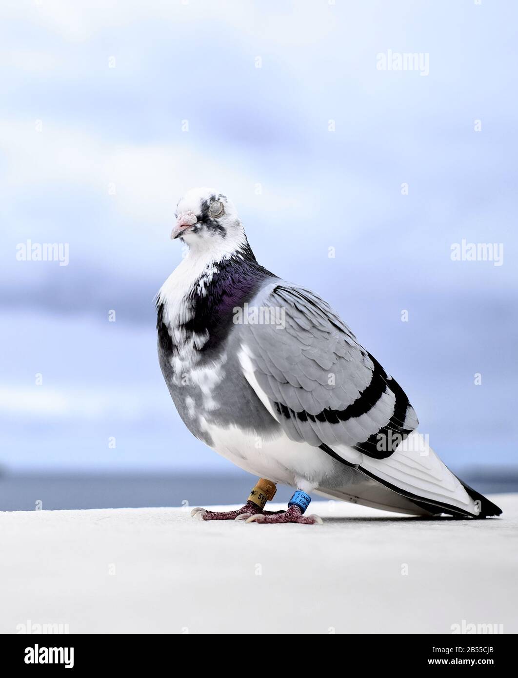 A sleeping pigeon (Columba livia domestica Stock Photo - Alamy