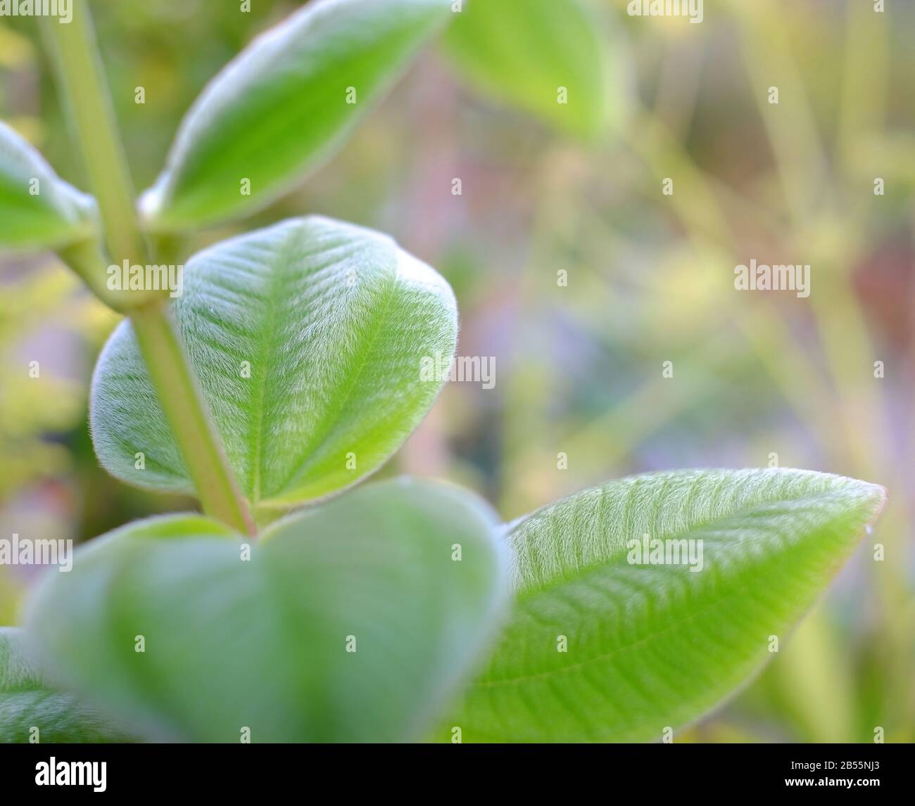 Framing leaves hi-res stock photography and images - Alamy