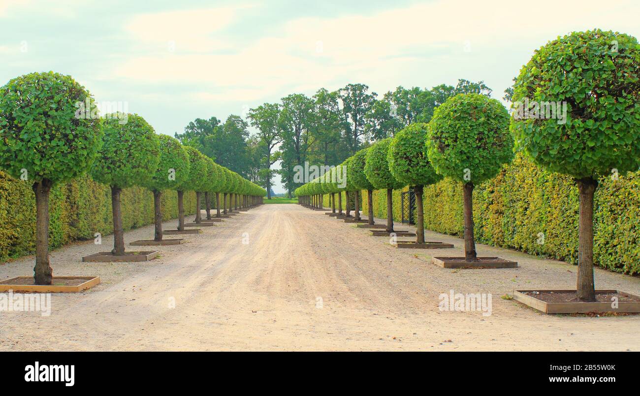 Green trees with hedge on background in ornamental garden Stock Photo ...