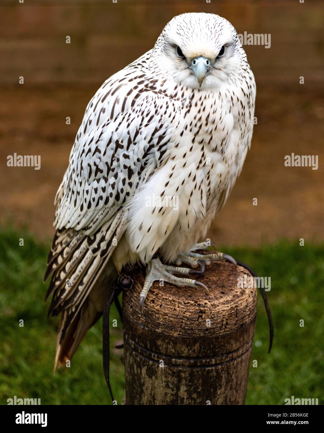 Condor eyes hi-res stock photography and images - Alamy