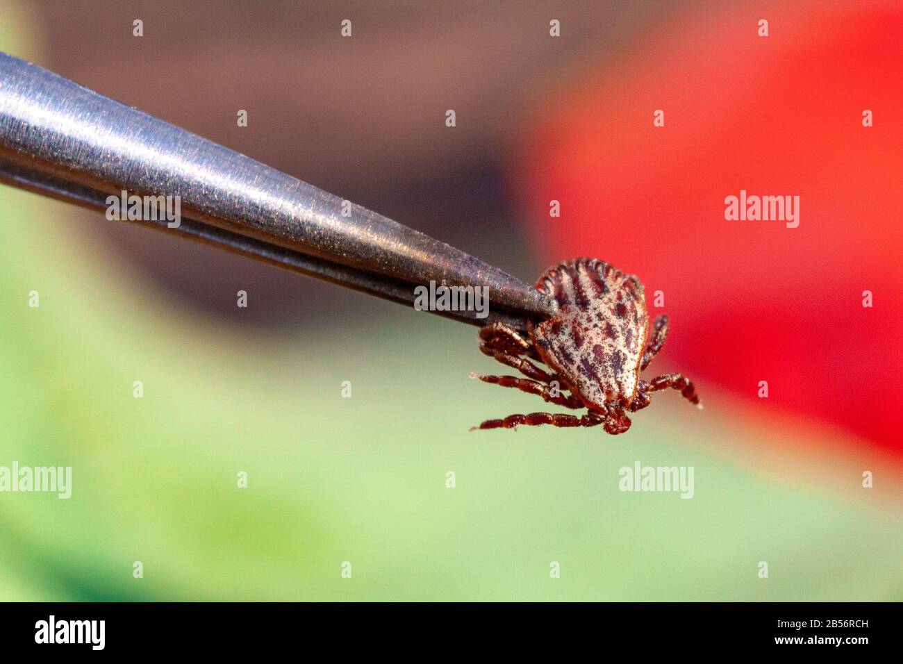 A true ixodid mite blood sucking parasite carrying the acarid disease ...
