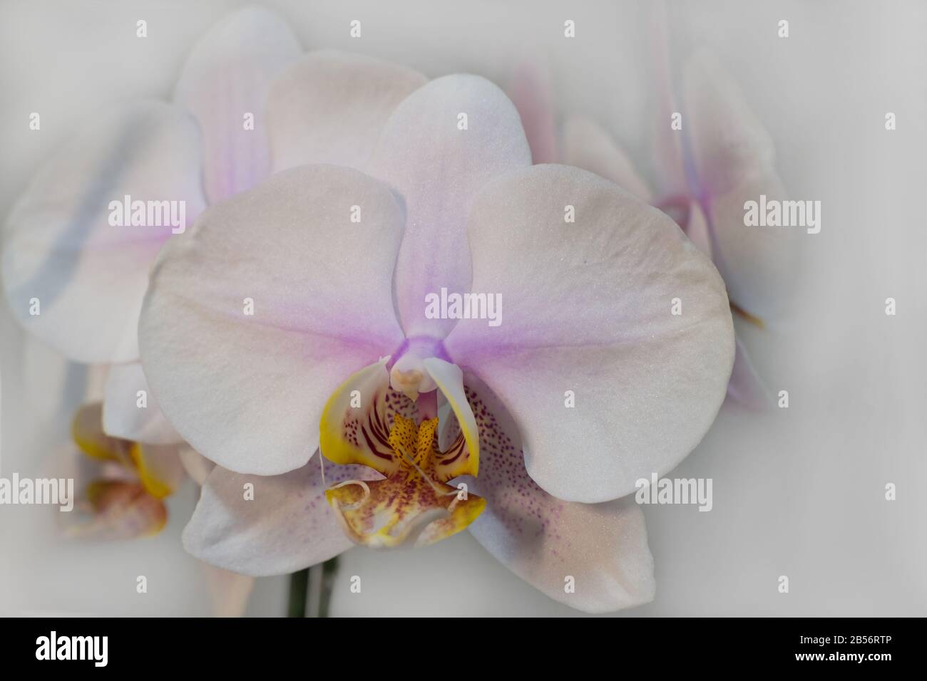 Selective focus beautiful violet flower hi-res stock photography and ...