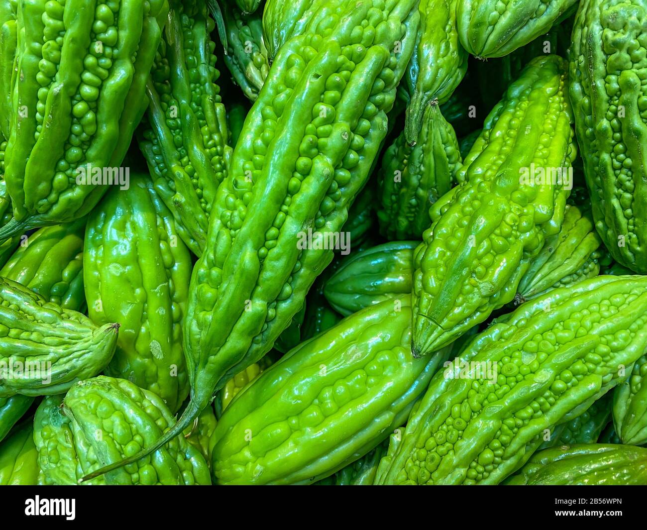 Full frame photo of fresh bitter cucumbers for backgrounds concept ...