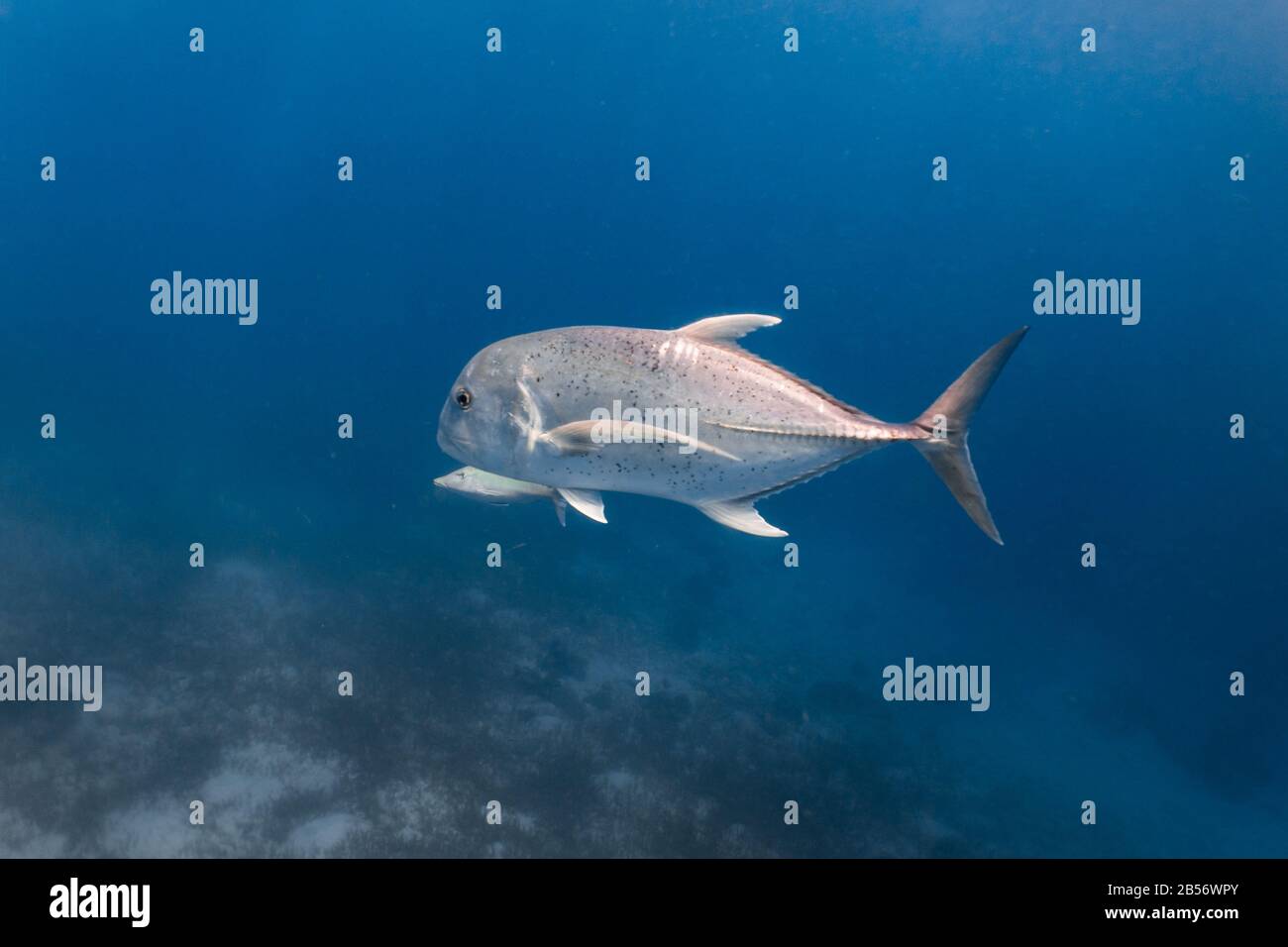Close up on a giant trevally (Caranx ignobilis) in the shallow water ...