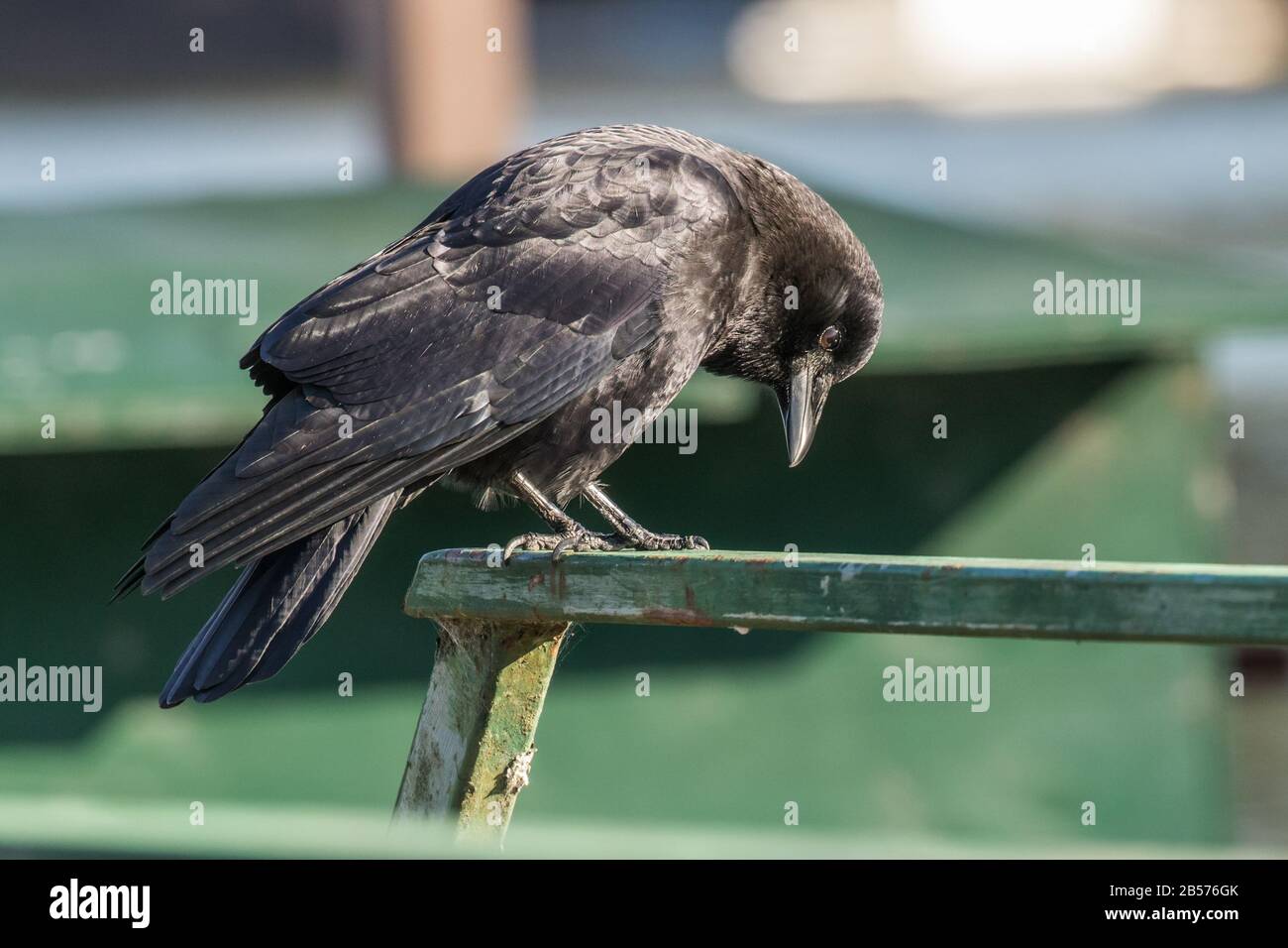 American Crow Takes a Bow Stock Photo - Alamy