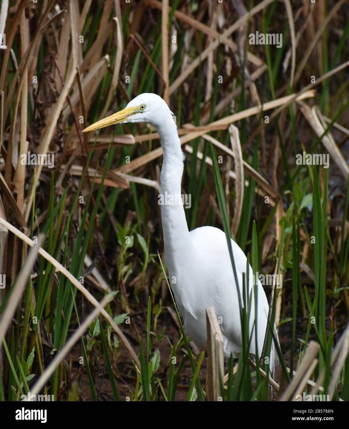 Ardea Alba Marsh High Resolution Stock Photography and Images - Alamy