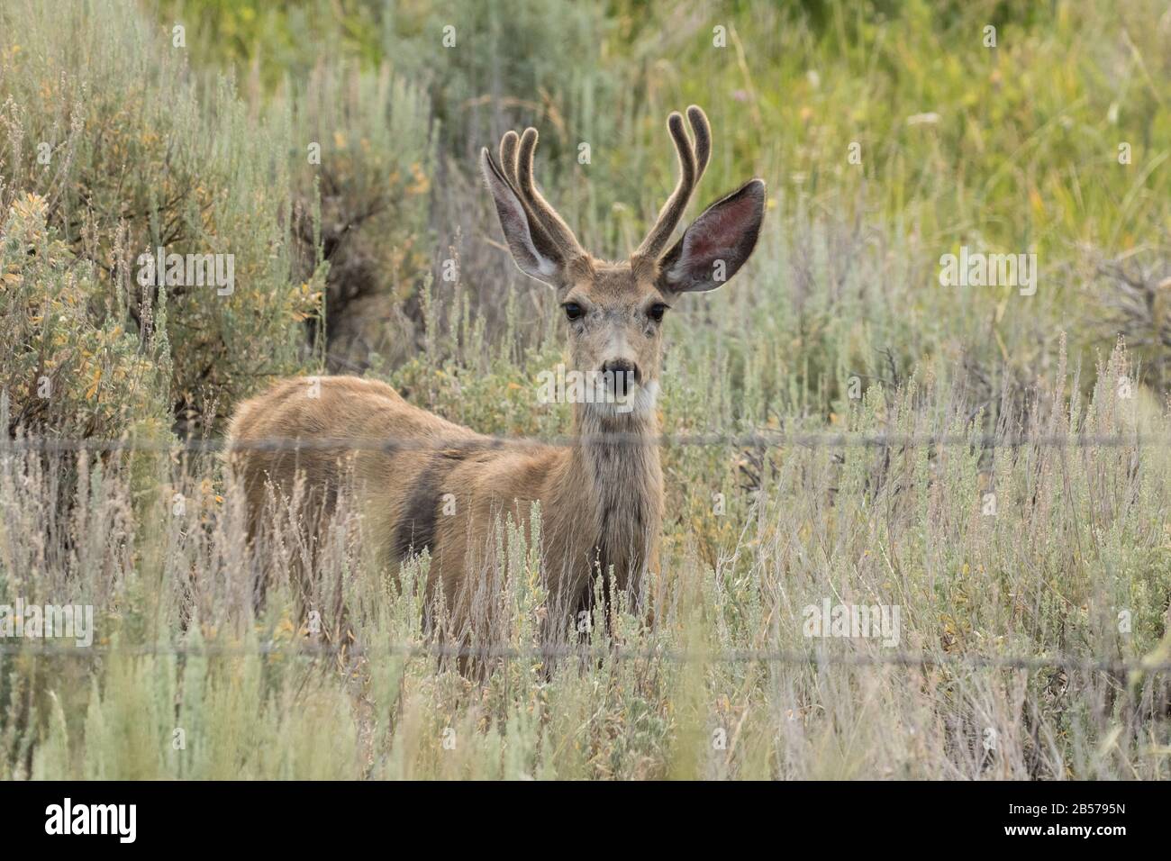 Mule deer young buck male hi-res stock photography and images - Alamy