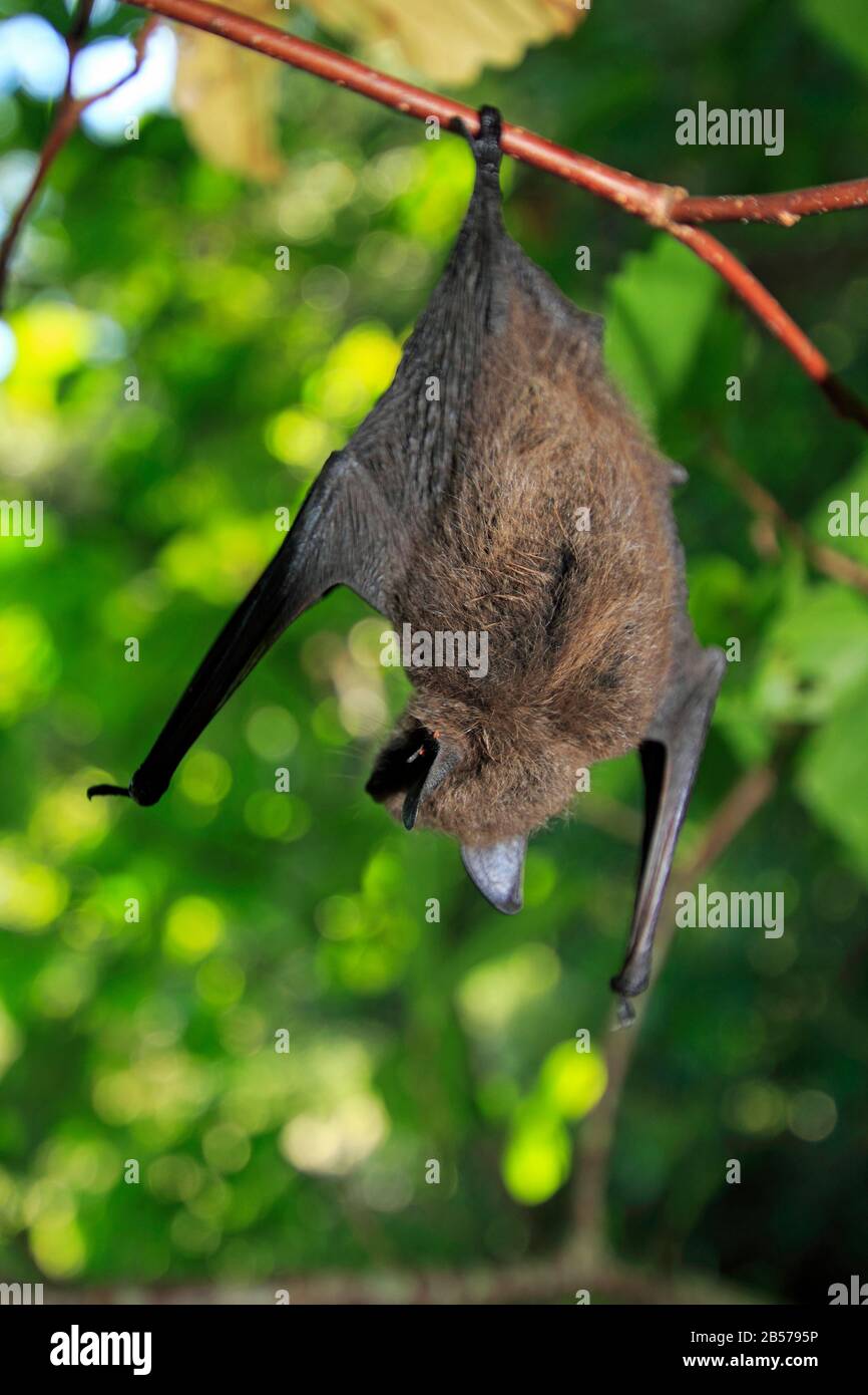 Myotis Bat. Myotis Bat. The little brown bat (Myotis lucifugus) is a ...