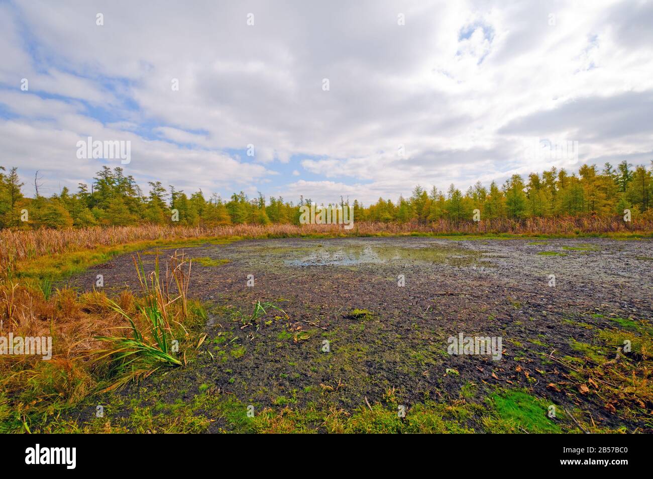Volo bog natural area hi-res stock photography and images - Alamy