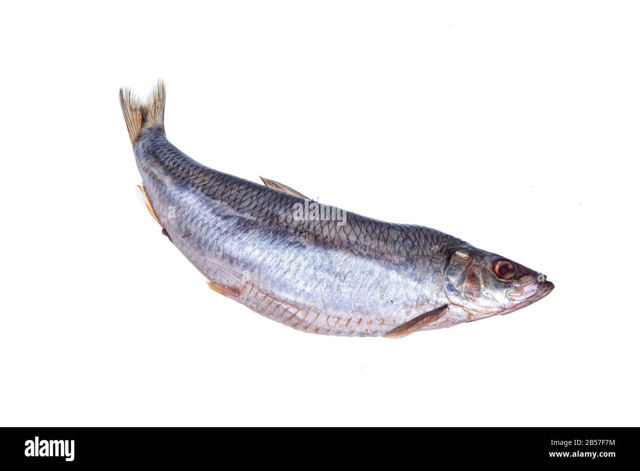Salted fish on an isolated studio background Stock Photo - Alamy