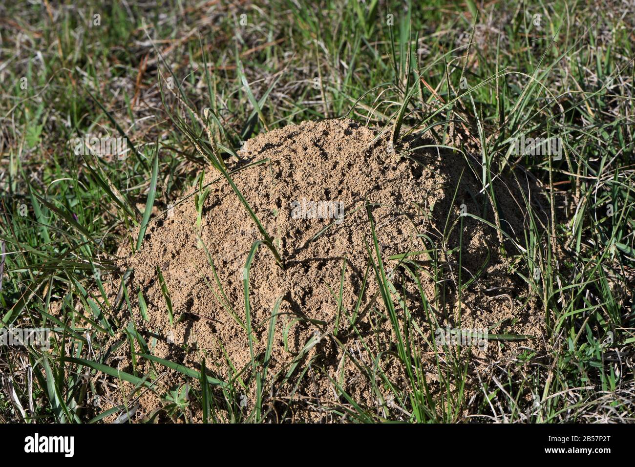 Fire ant mound Stock Photo - Alamy