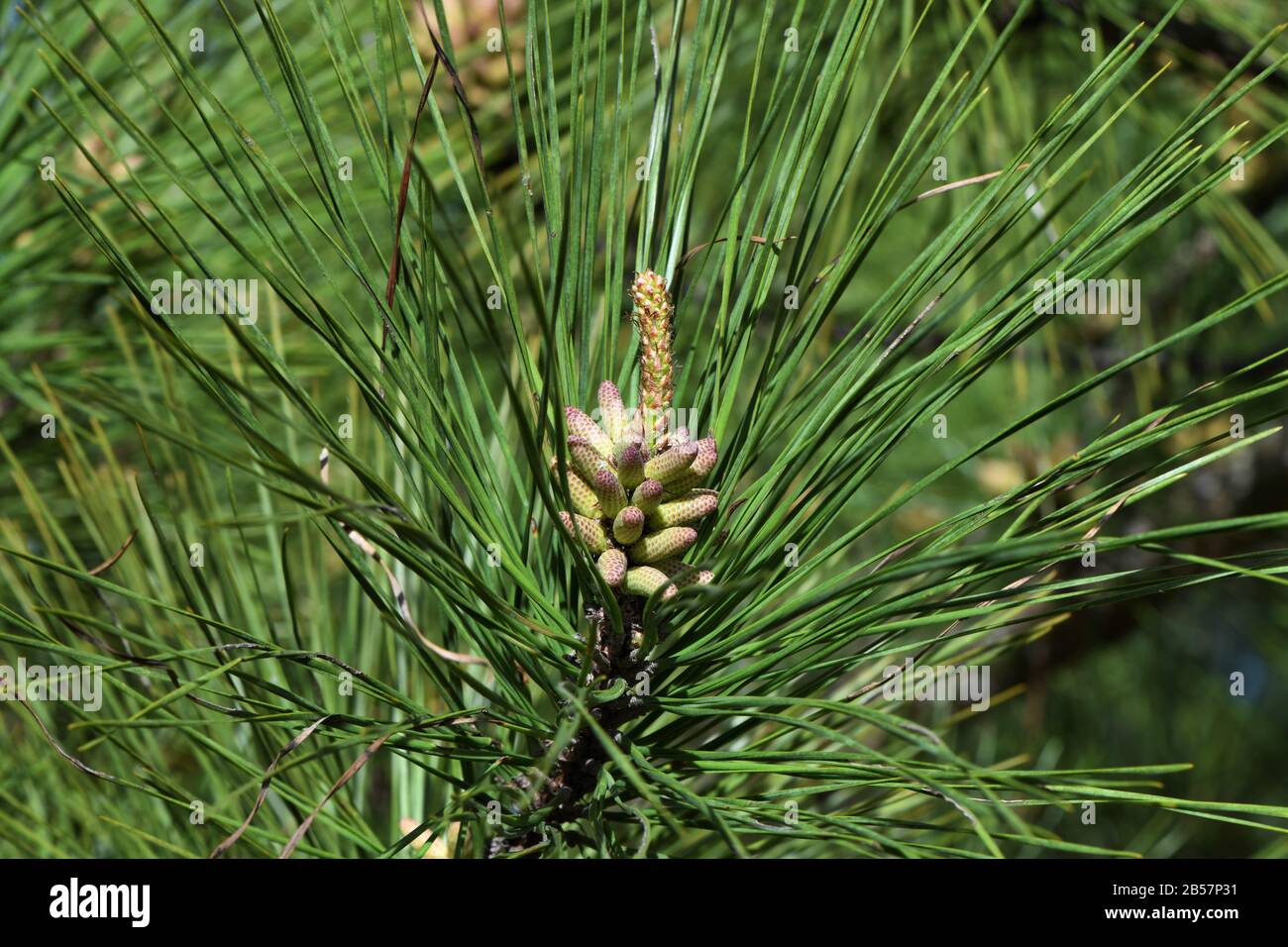 Male cone pine hi-res stock photography and images - Alamy