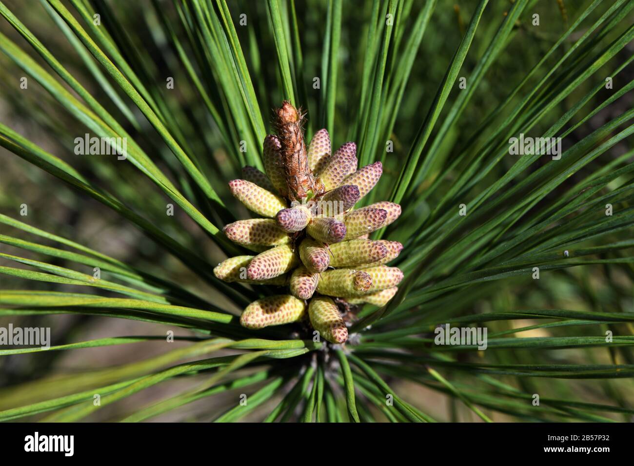 Newly formed male pine cone Stock Photo - Alamy