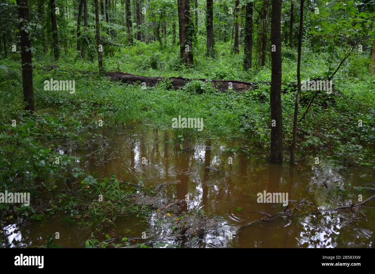 water in flooded forest or woods with green trees Stock Photo - Alamy