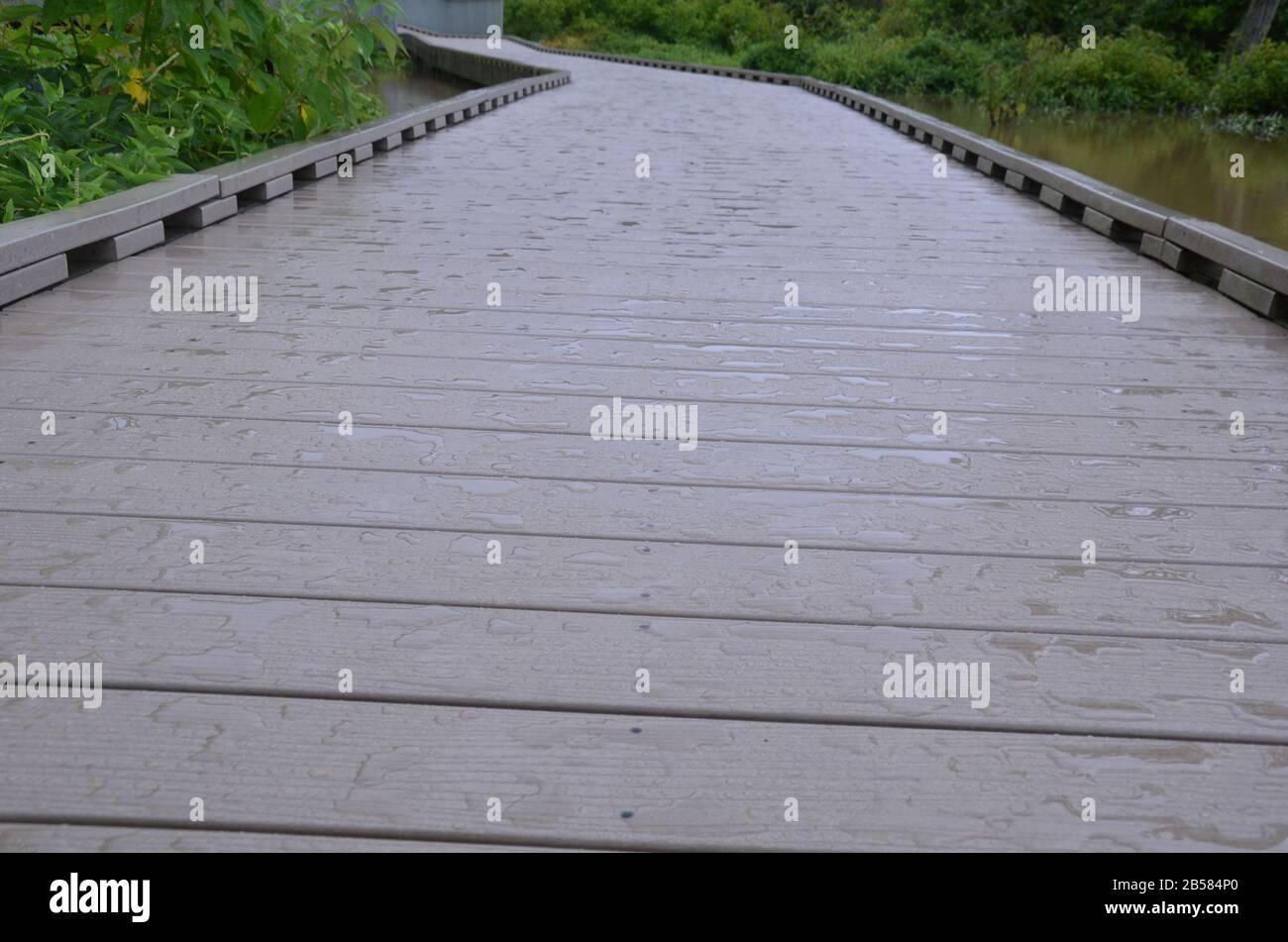 wet boardwalk path or trail with plants or grasses Stock Photo - Alamy