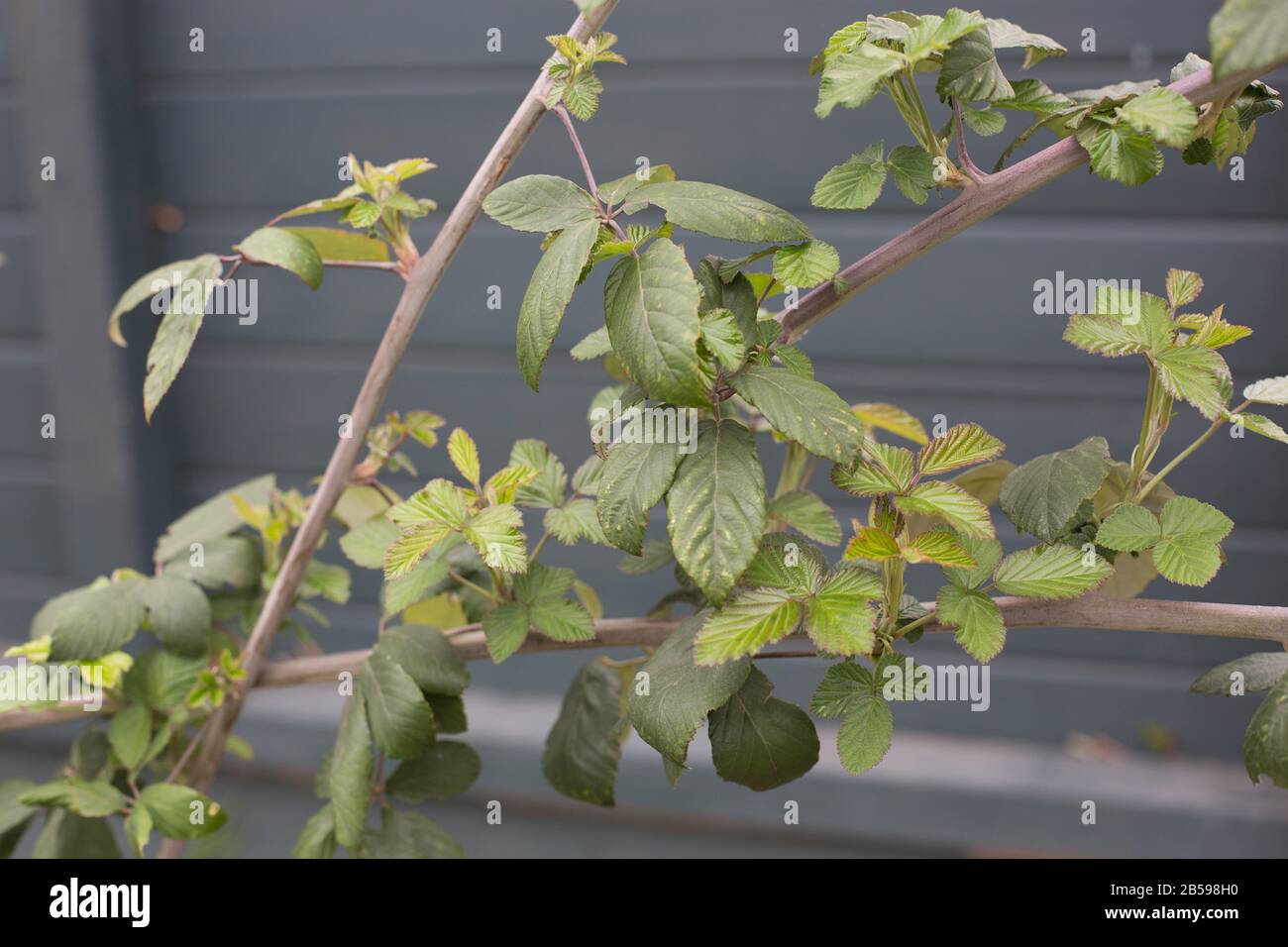Thornless blackberry vine hi-res stock photography and images - Alamy