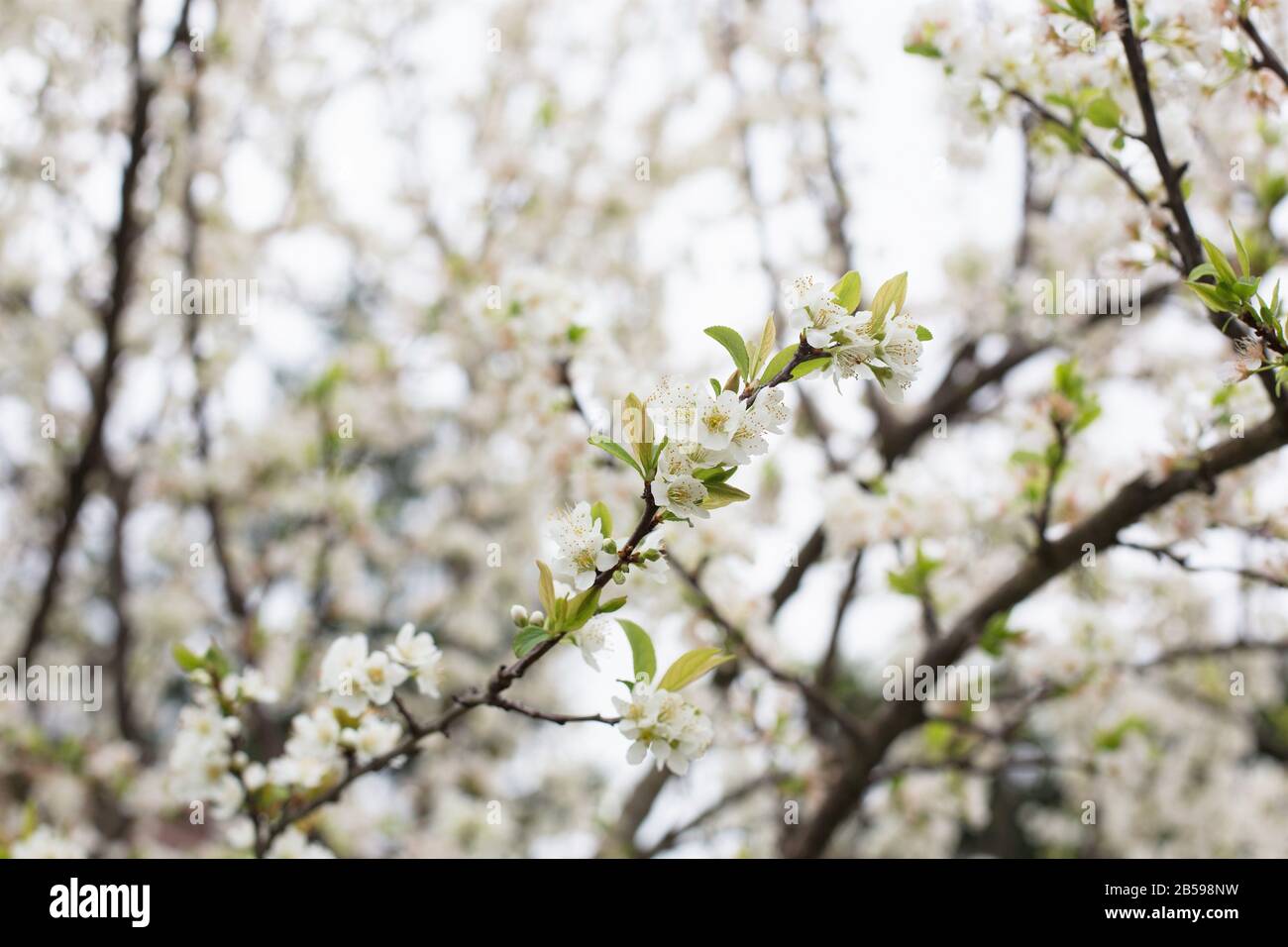 Prunus salicina x armeniaca plumcot 'spring satin' close up Stock Photo ...