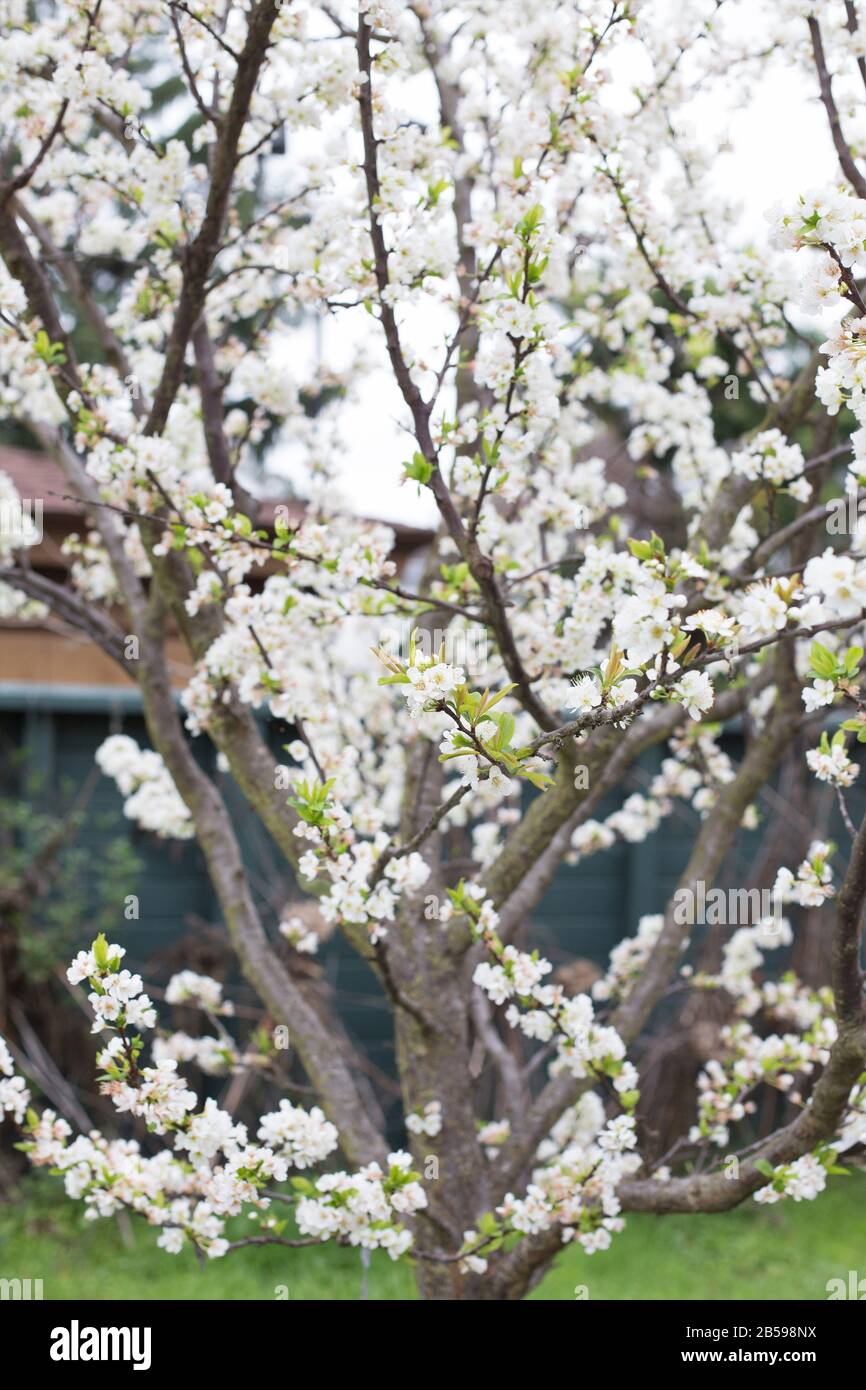 Prunus salicina x armeniaca hi-res stock photography and images - Alamy