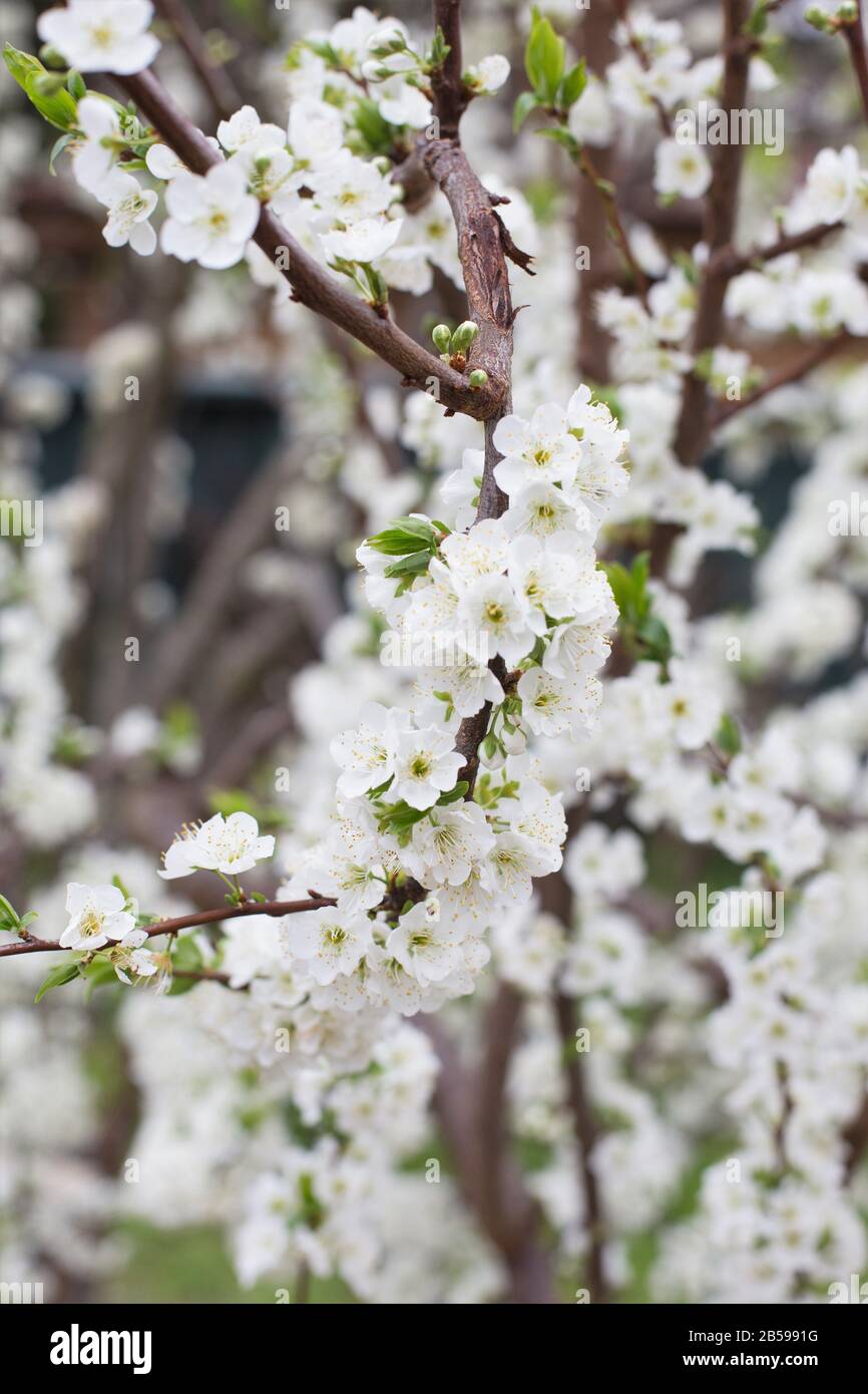 Prunus salicina - plum 'Wickson' Stock Photo - Alamy