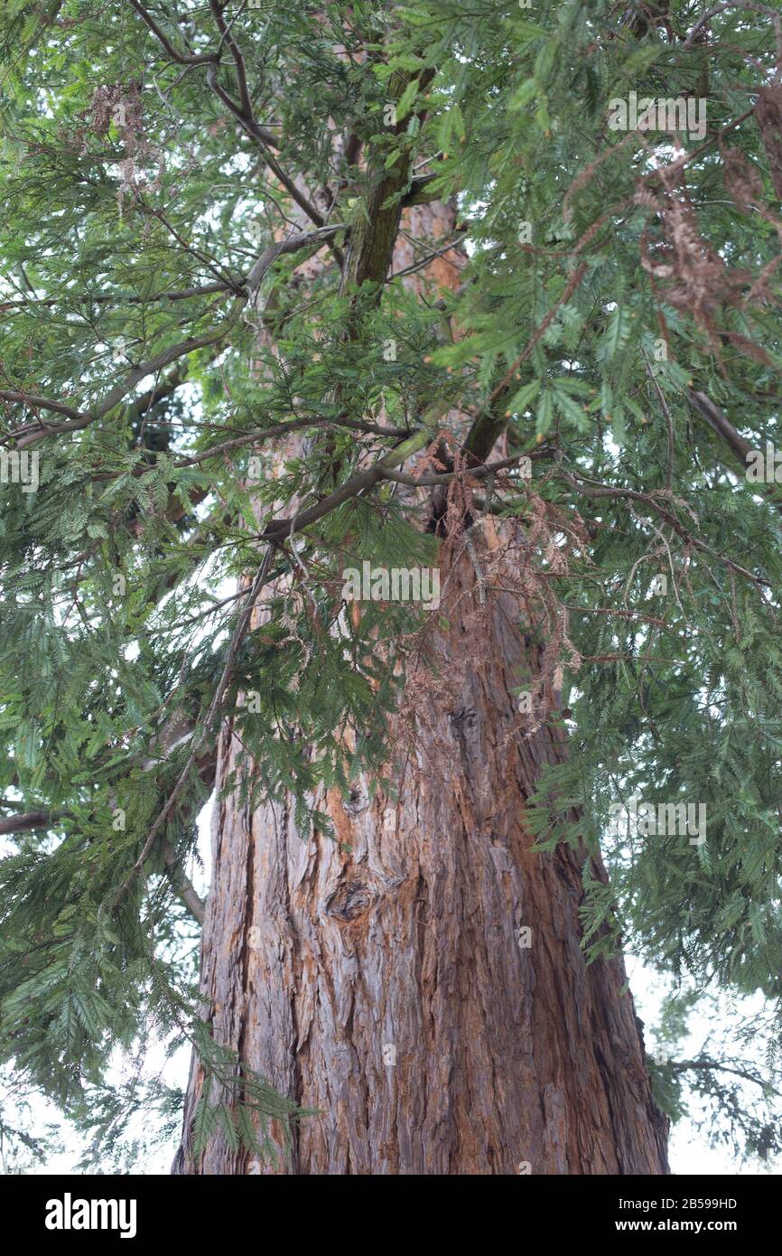 Sequoia sempervirens - coast redwood tree Stock Photo - Alamy