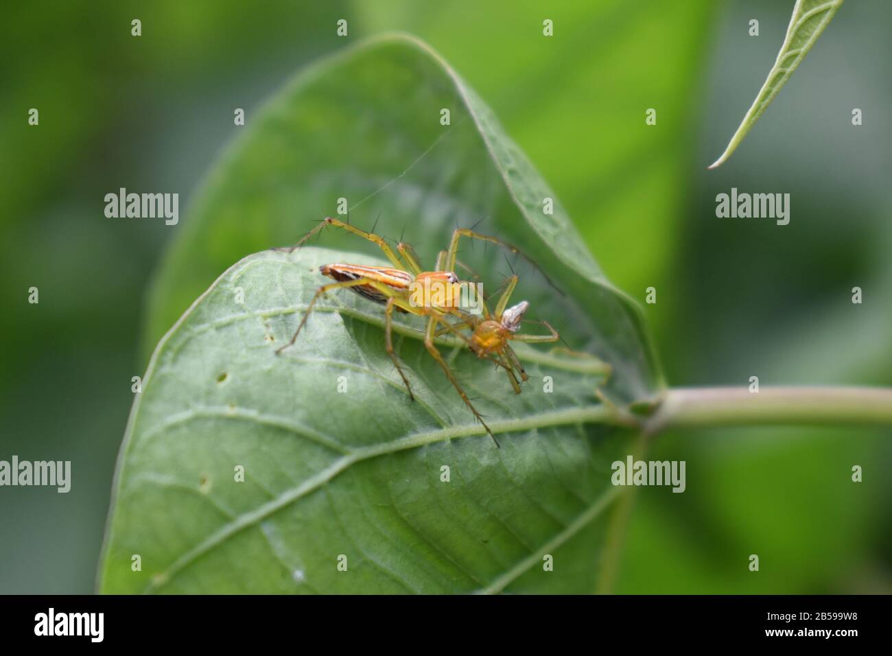 Female lynx spider killed its male after mating hi-res stock ...