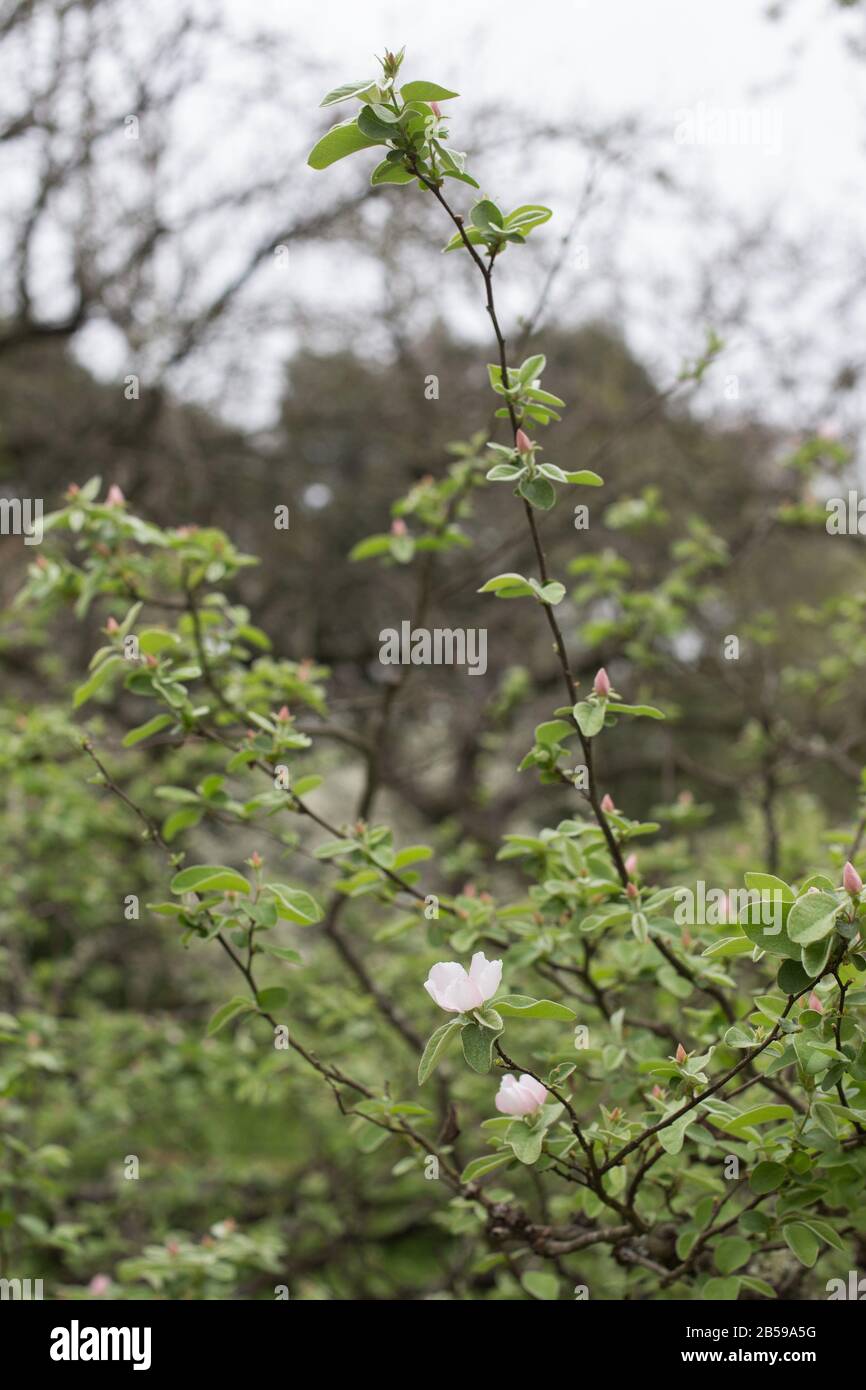 Quince flower cydonia oblonga hi-res stock photography and images - Alamy