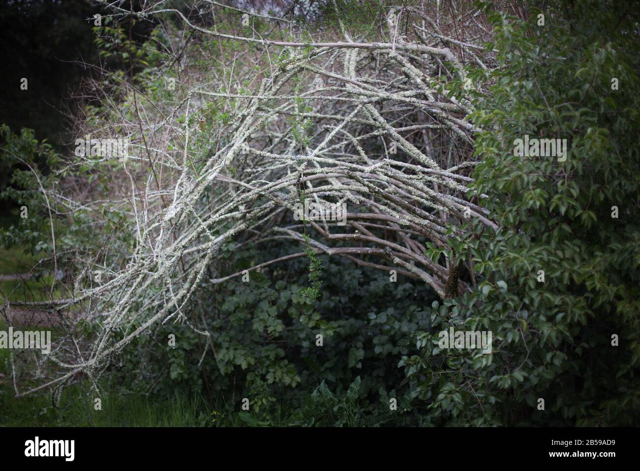 A bush that is half dead and half alive Stock Photo - Alamy