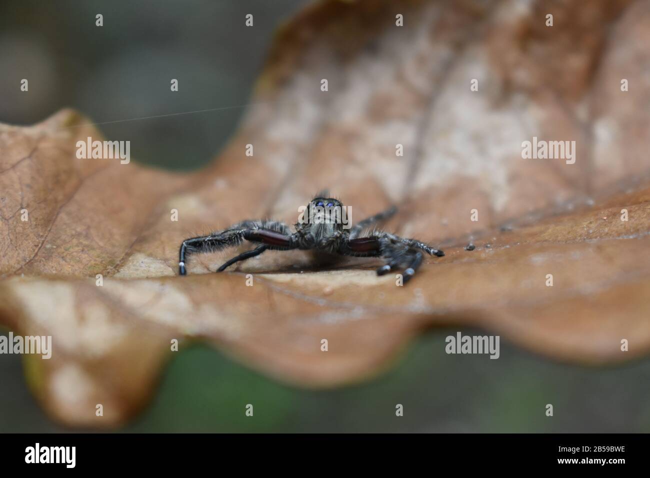 Hyllus High Resolution Stock Photography and Images - Alamy