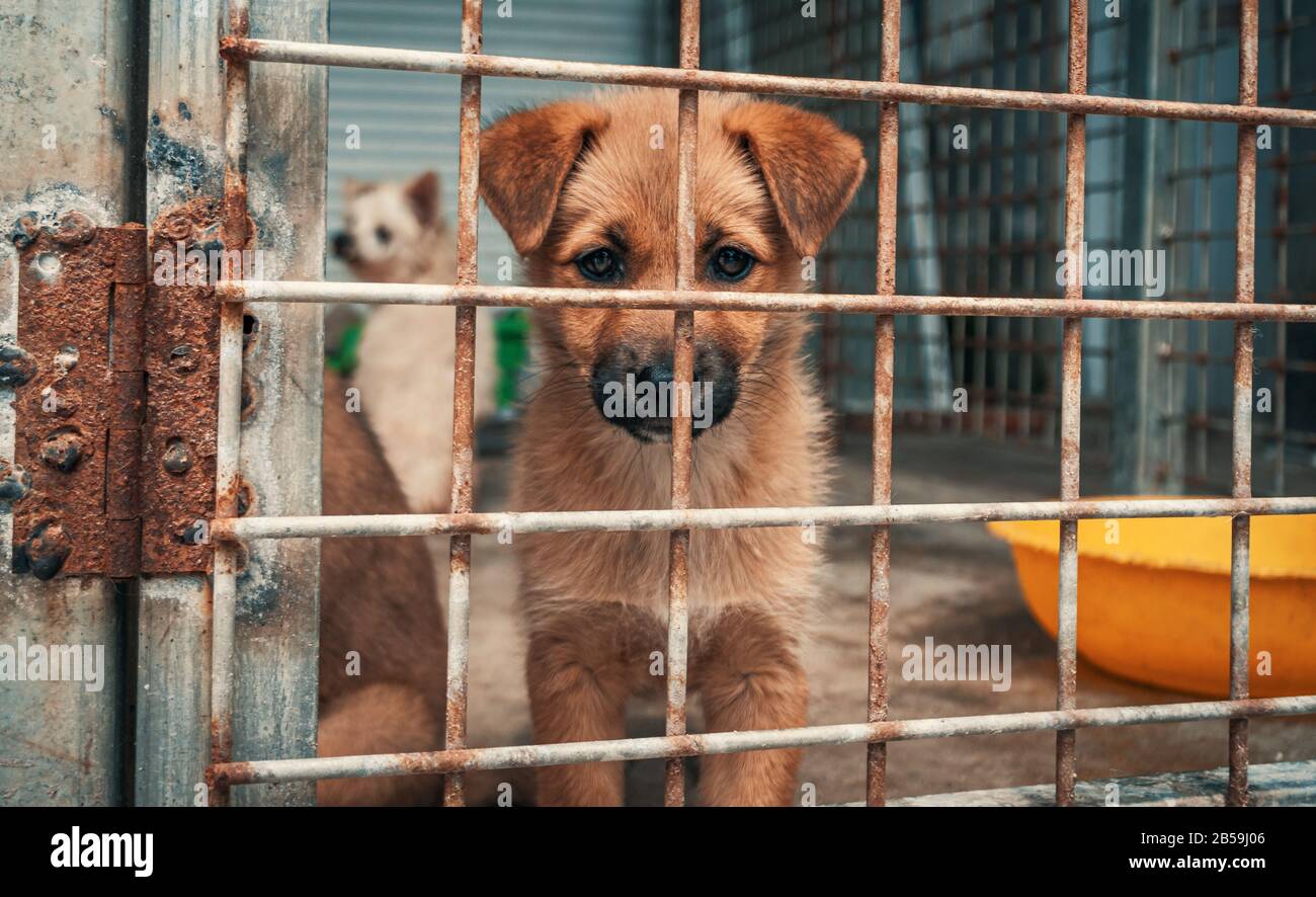 Sad Puppy