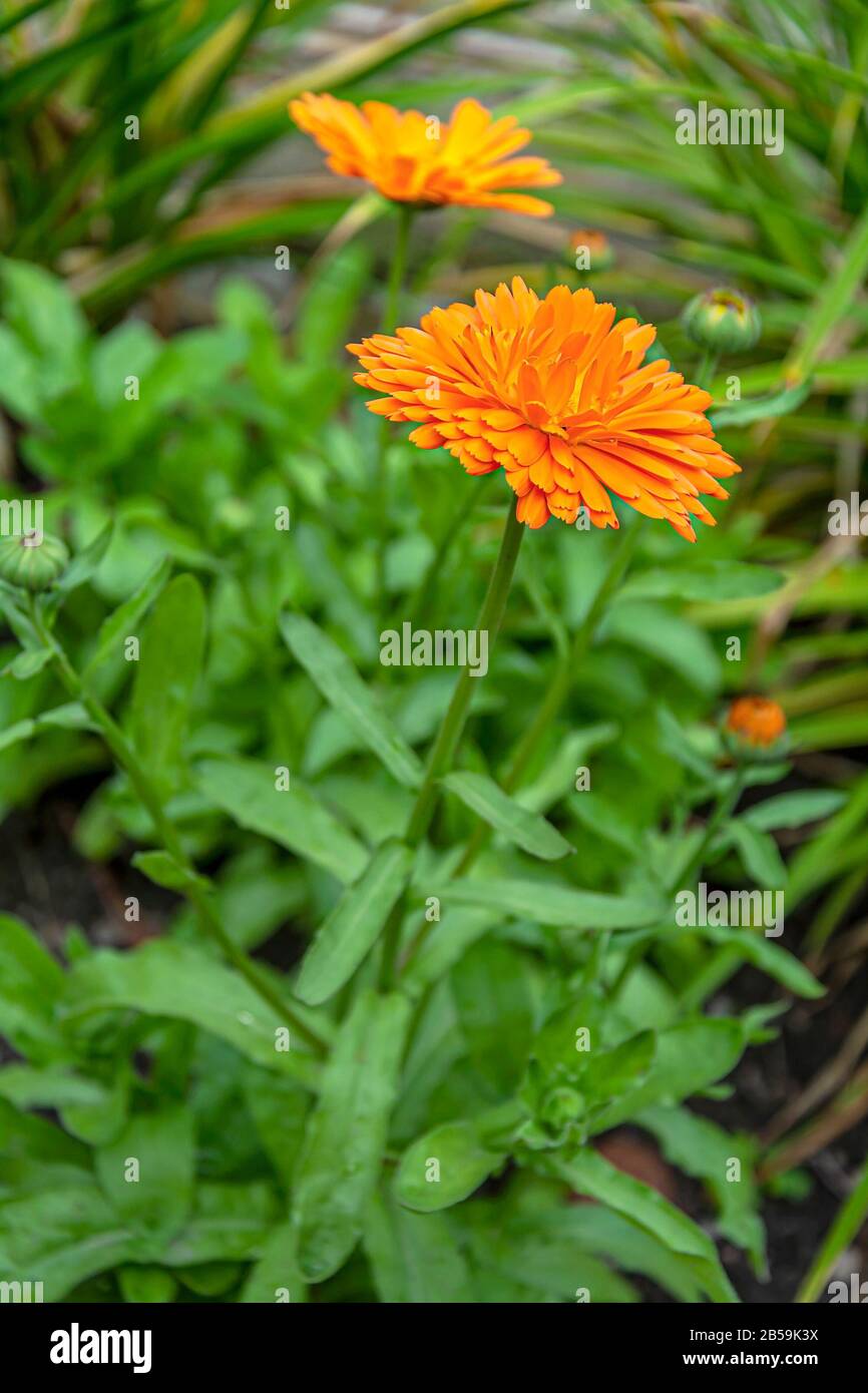 Calendula officinalis seeds hi-res stock photography and images - Alamy